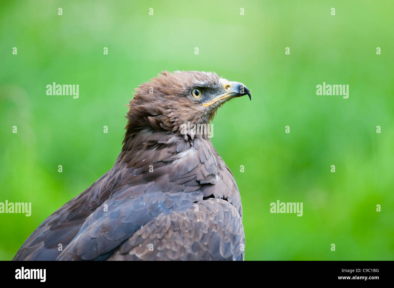 Schreiadler, Aquila pomarina, Lesser Spotted Eagle Stock Photo - Alamy