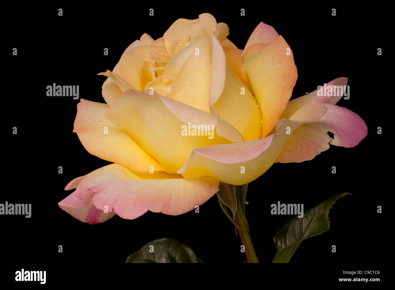 Yellow rose with pink edges hi-res stock photography and images - Alamy