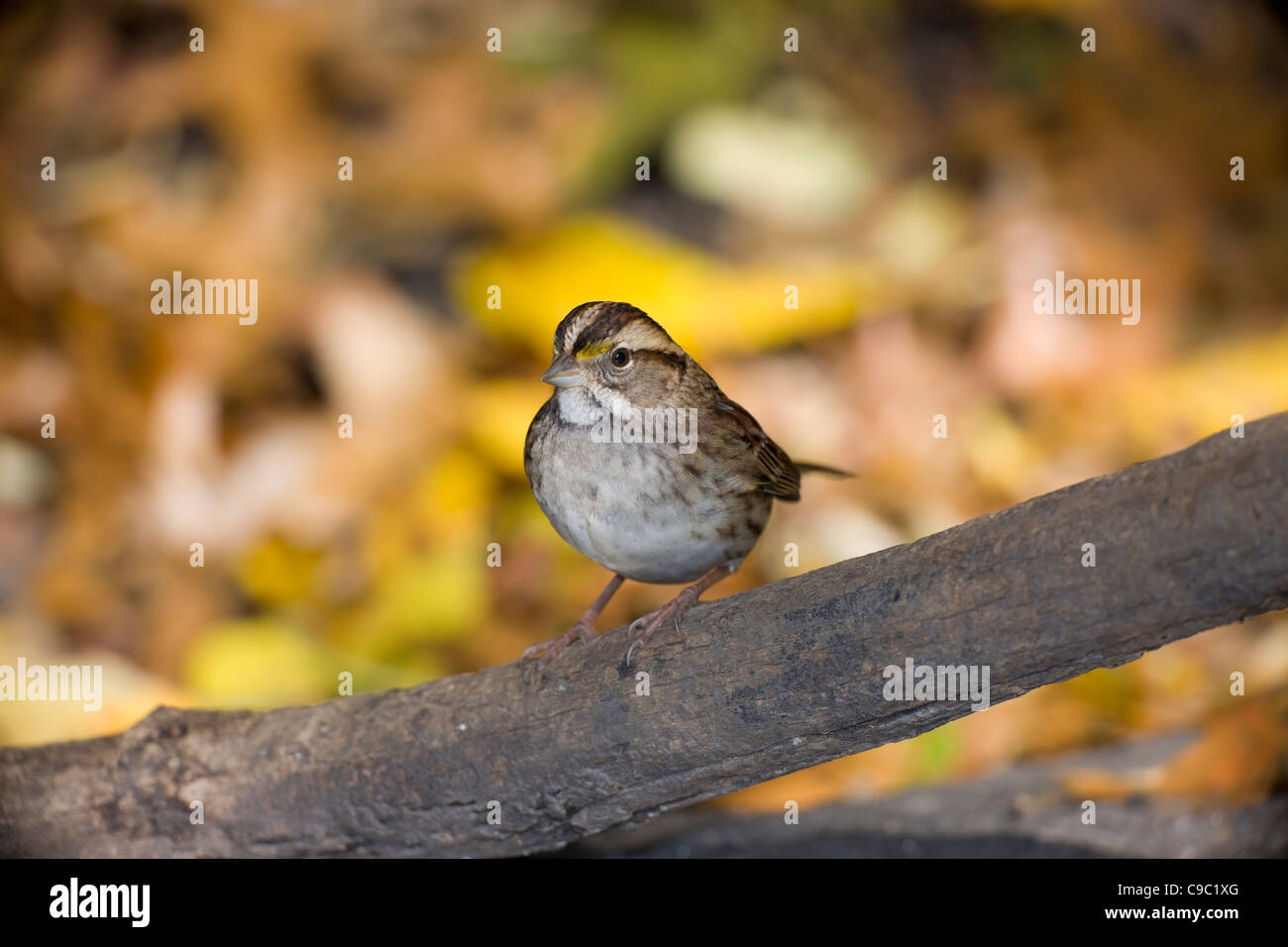 White-throated Sparrow (Zonotrichia albicollis), tan stripe morph Stock ...
