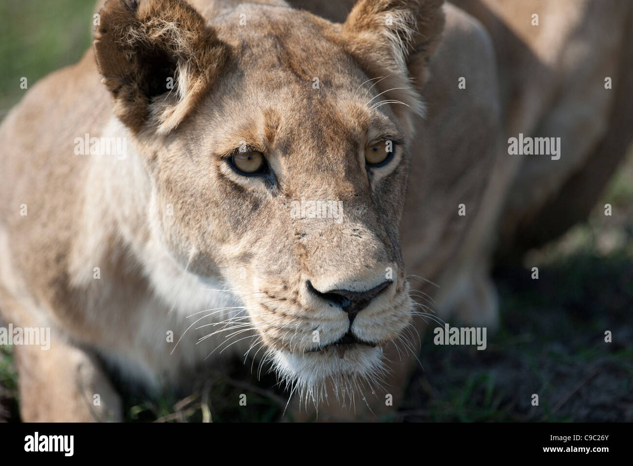 Lion crouching hi-res stock photography and images - Alamy