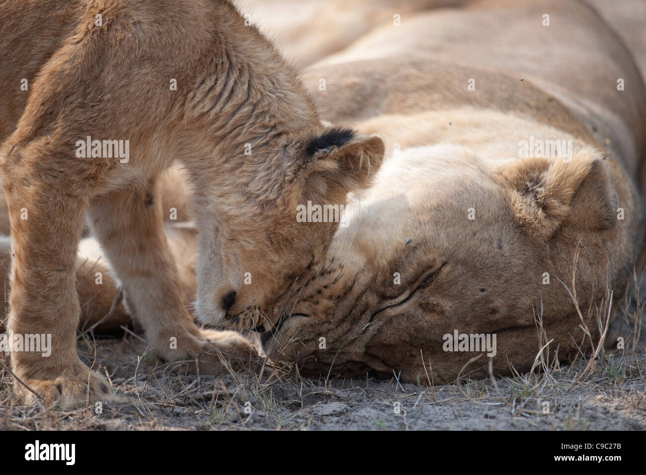 Lion cub nuzzling his mother lion panthera leo Botswana Stock Photo - Alamy