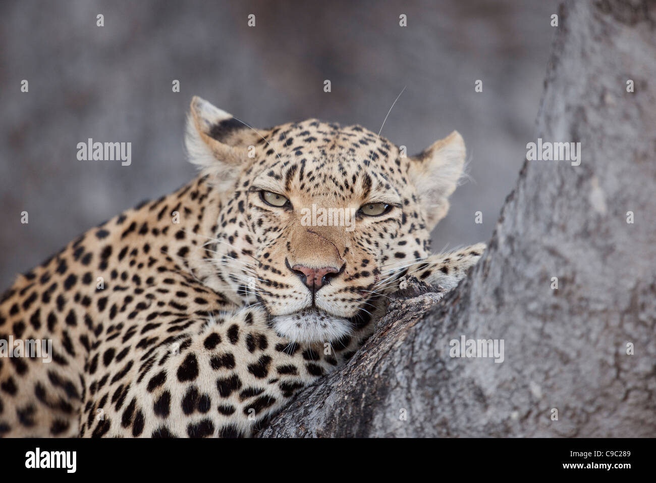 Leopard panthera pardus in botswana hi-res stock photography and images ...