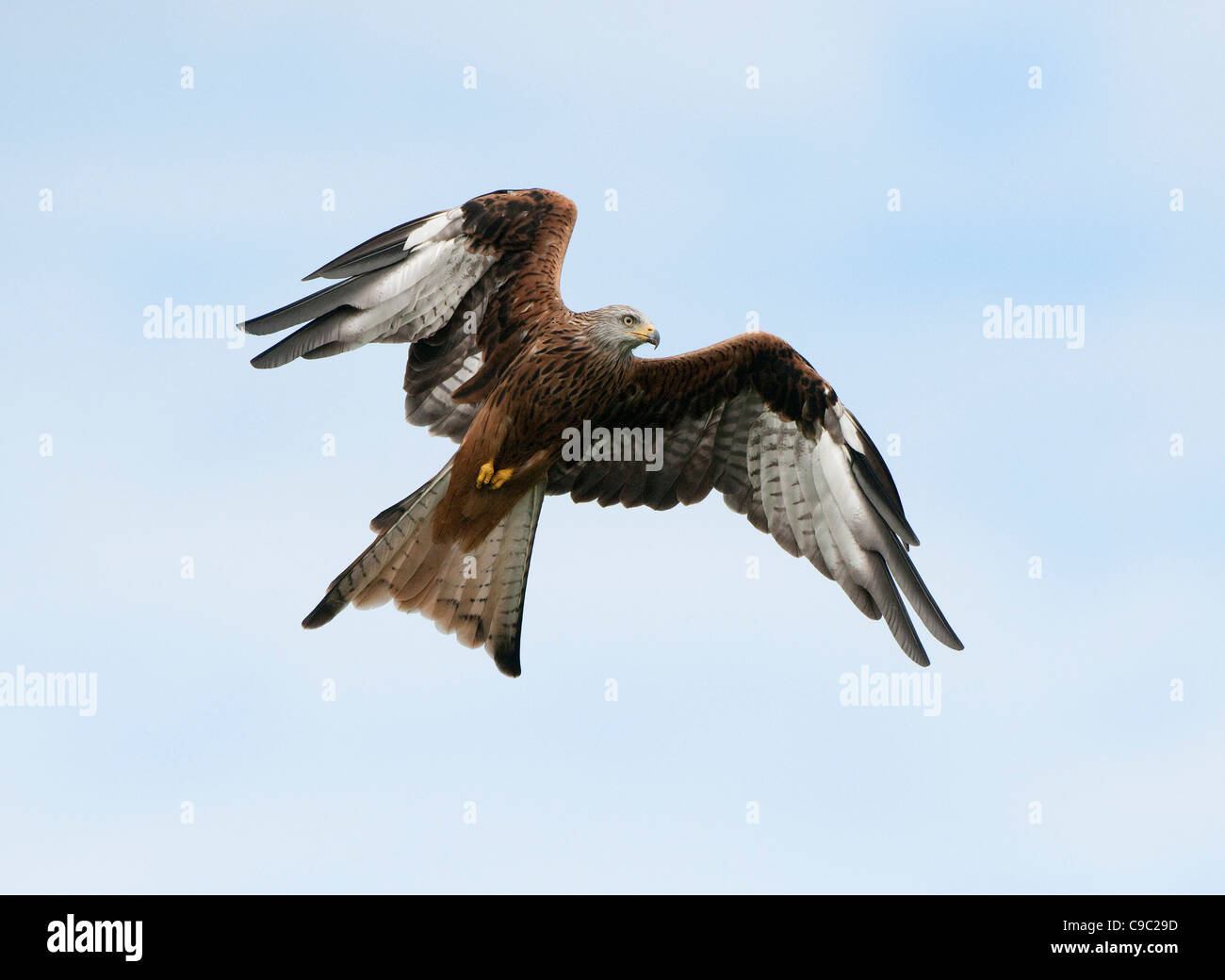 Red Kite in flight Milvus milvus Wales Stock Photo - Alamy