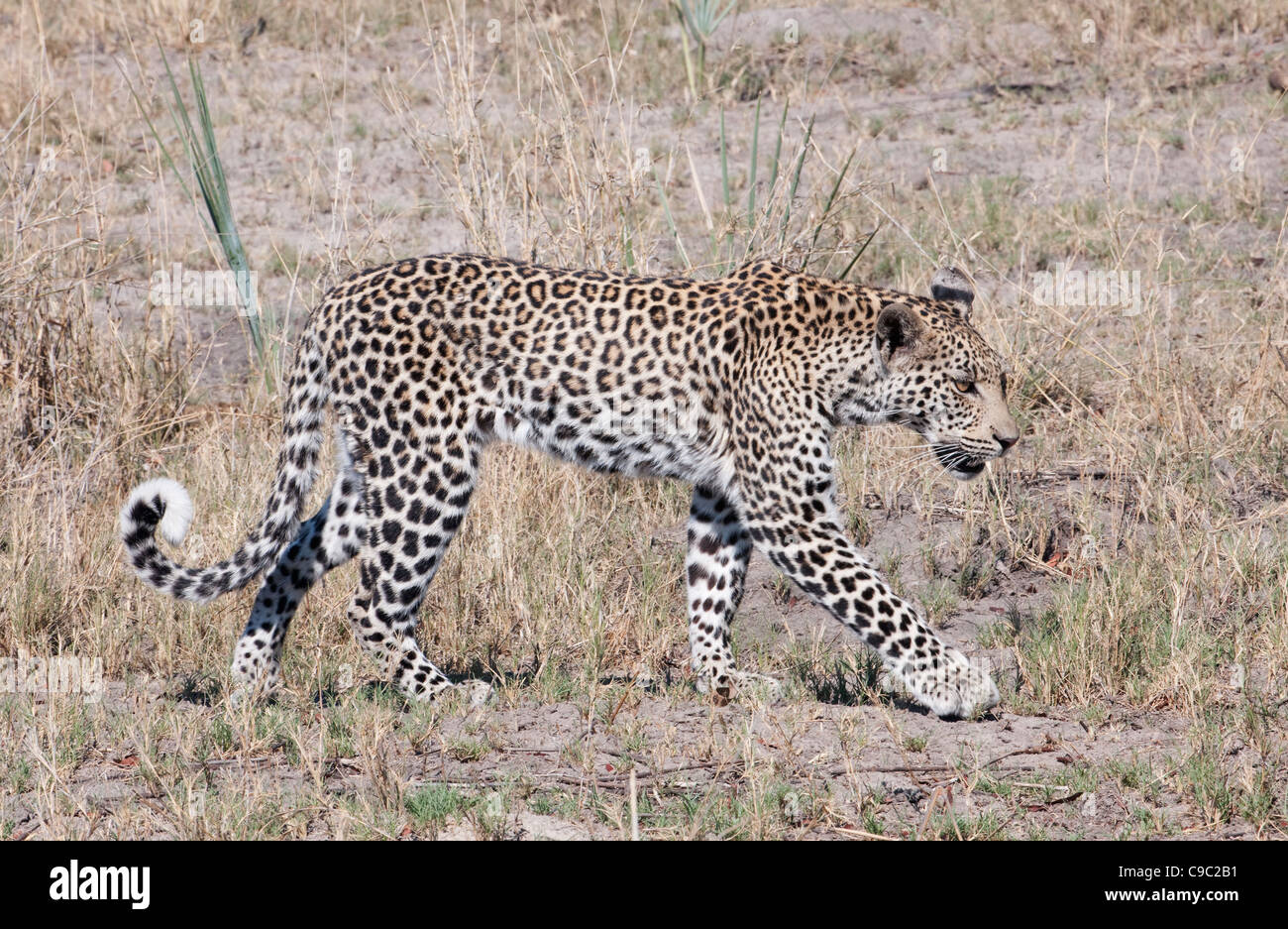 Leopard walking Panthera pardus Botswana Stock Photo - Alamy