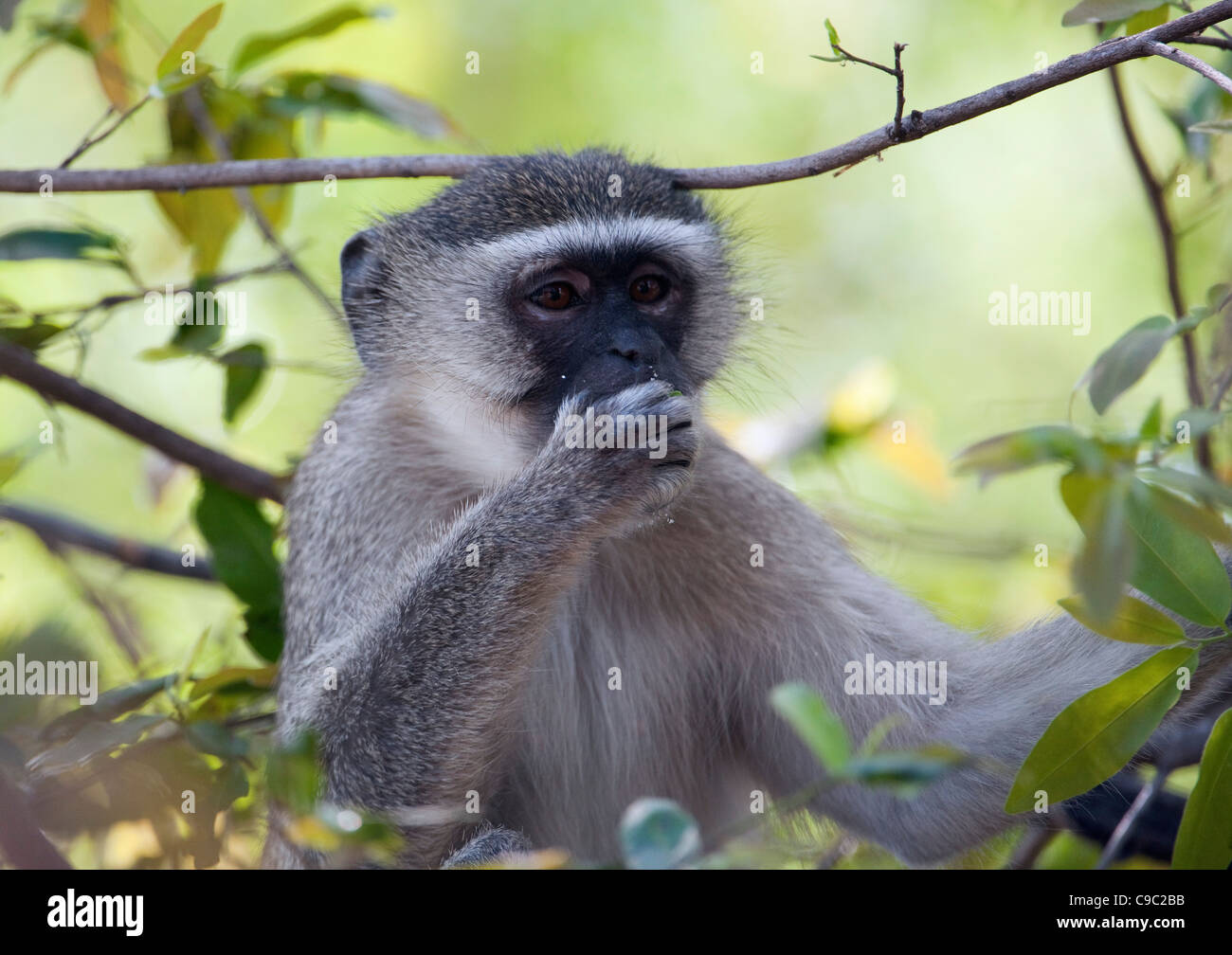 Vervet monkey eating Cercopithecus pygerythrus Botswana Stock Photo - Alamy