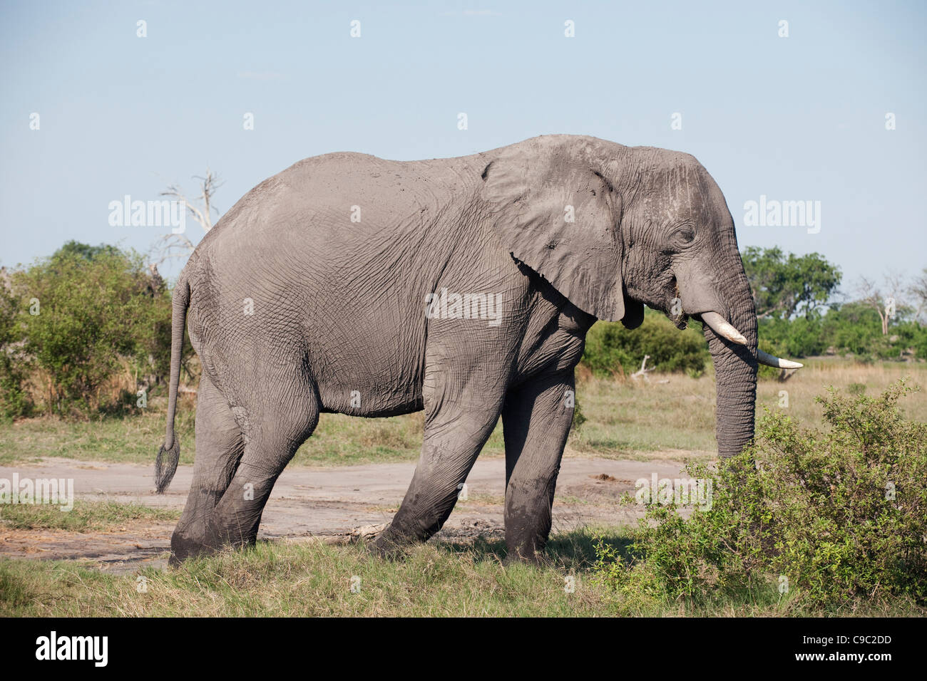 Bull elephant hi-res stock photography and images - Alamy