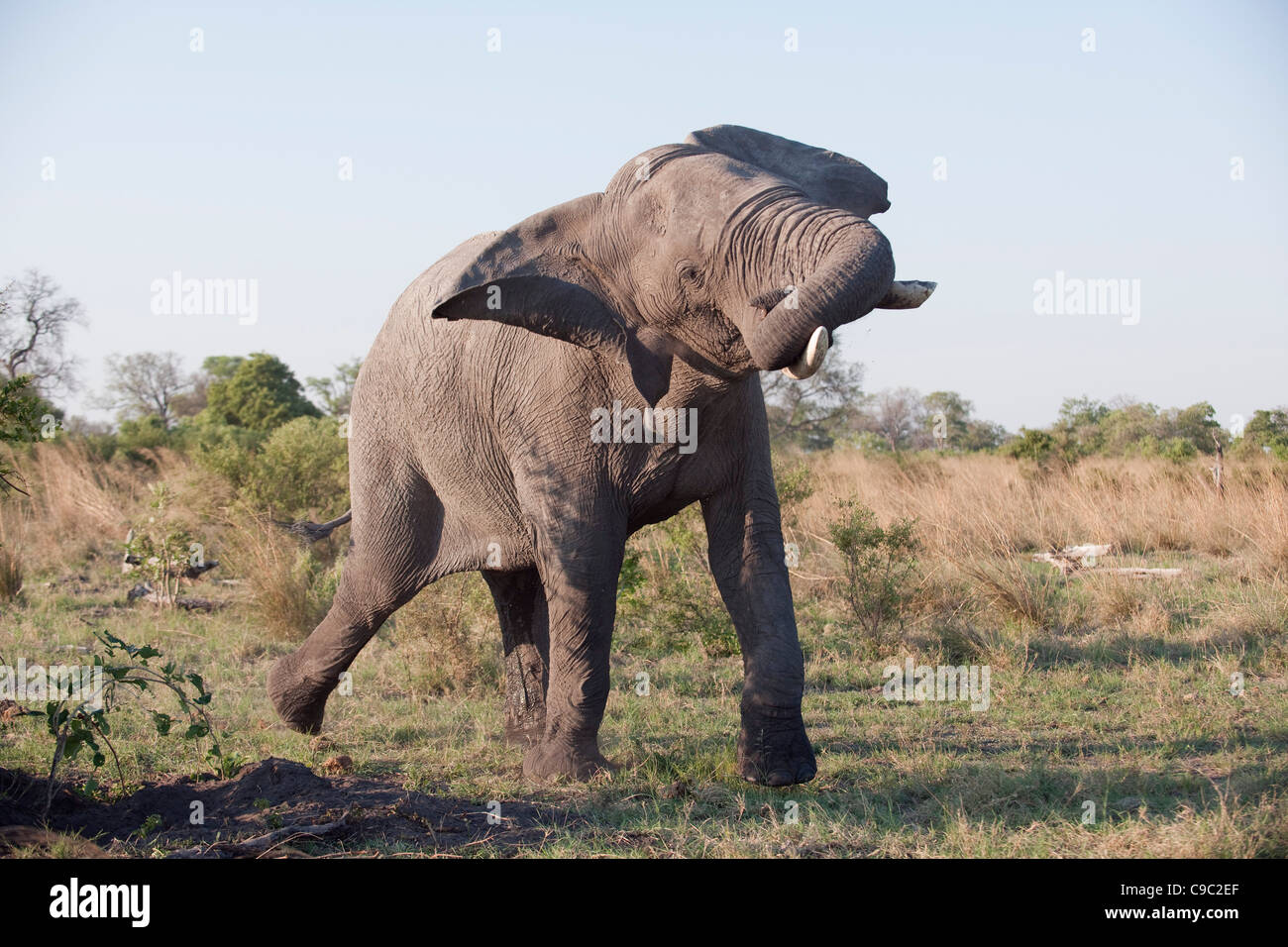 Charging bull elephant hi-res stock photography and images - Alamy