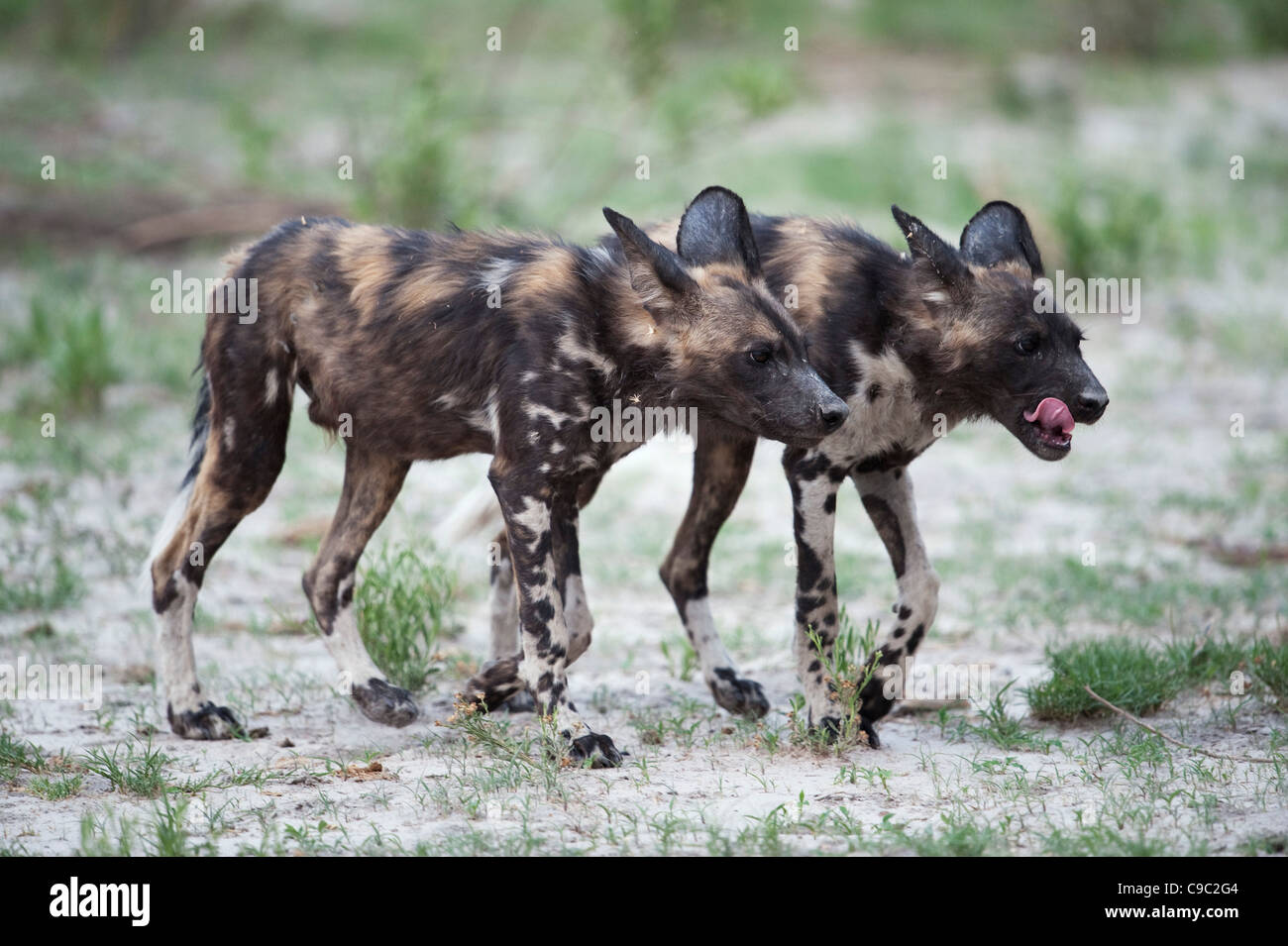 Lycaon pictus botswana hi-res stock photography and images - Alamy