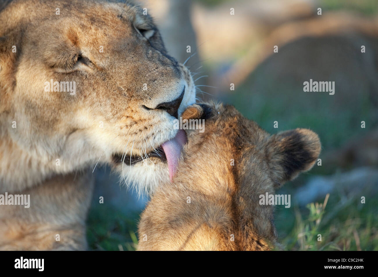 Lioness licking her cub's head Botswana Stock Photo - Alamy
