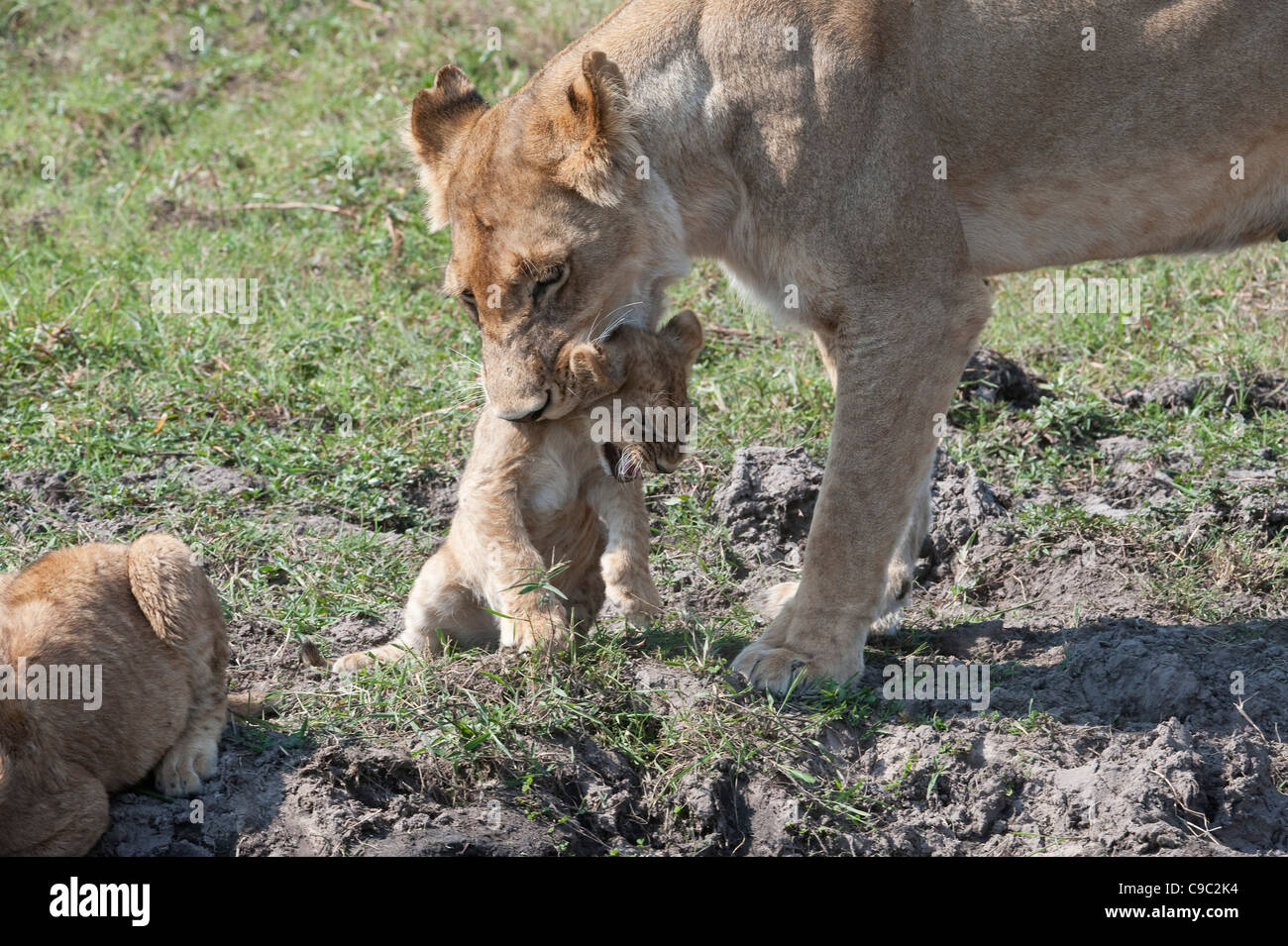 Lion picking up cub hi-res stock photography and images - Alamy