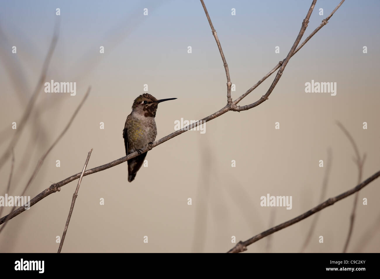 Anna's Hummingbird (Calypte anna), immature male Stock Photo - Alamy
