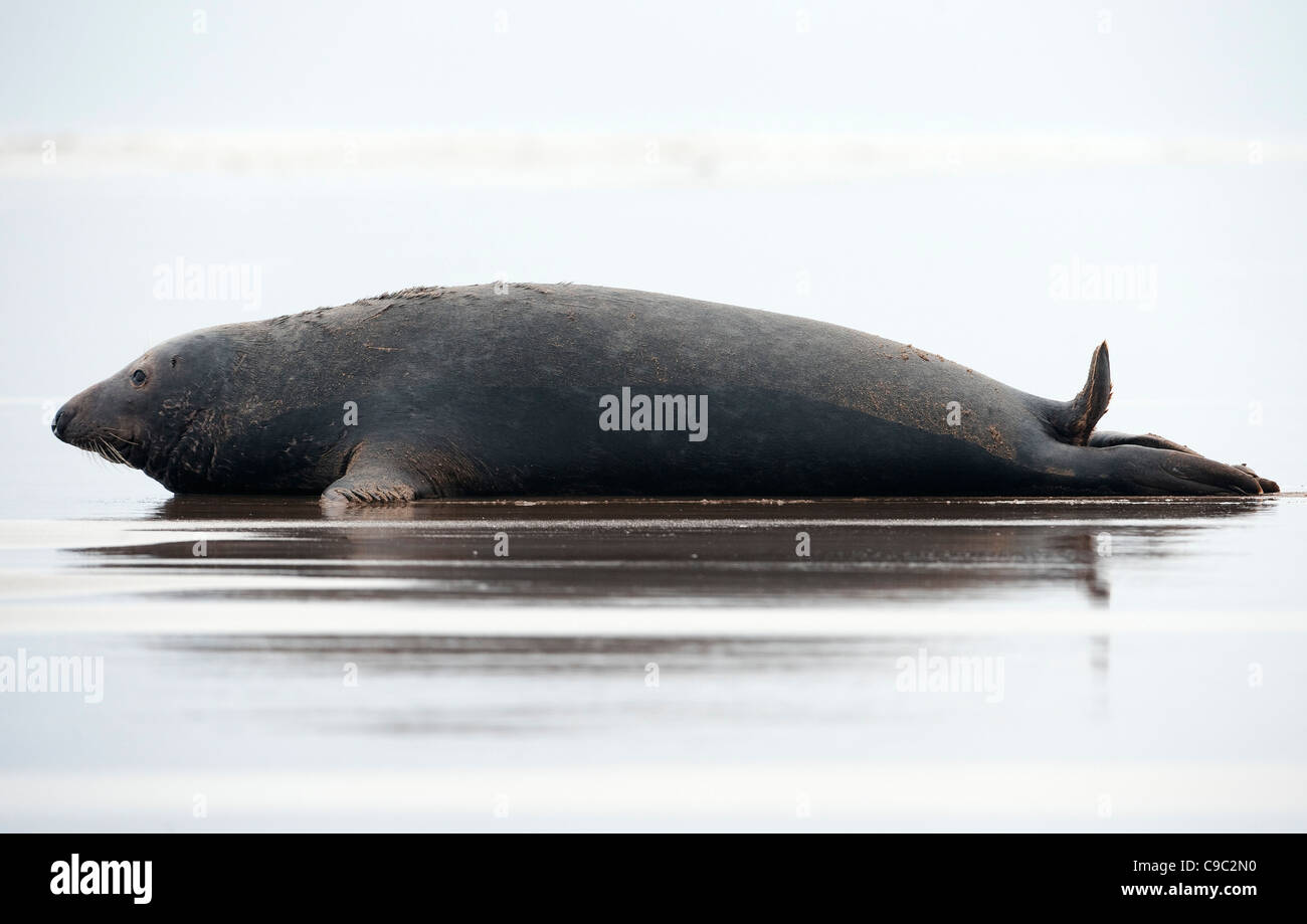 Bull seal hi-res stock photography and images - Alamy