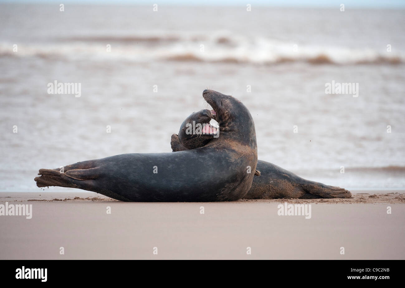 Grey seals hi-res stock photography and images - Alamy