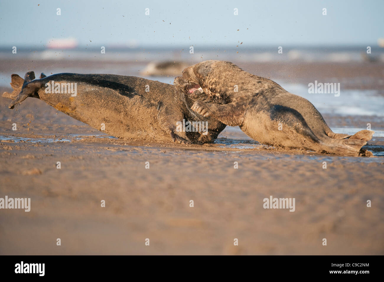 Grey seals fighting Halichoerus grypus UK Stock Photo - Alamy