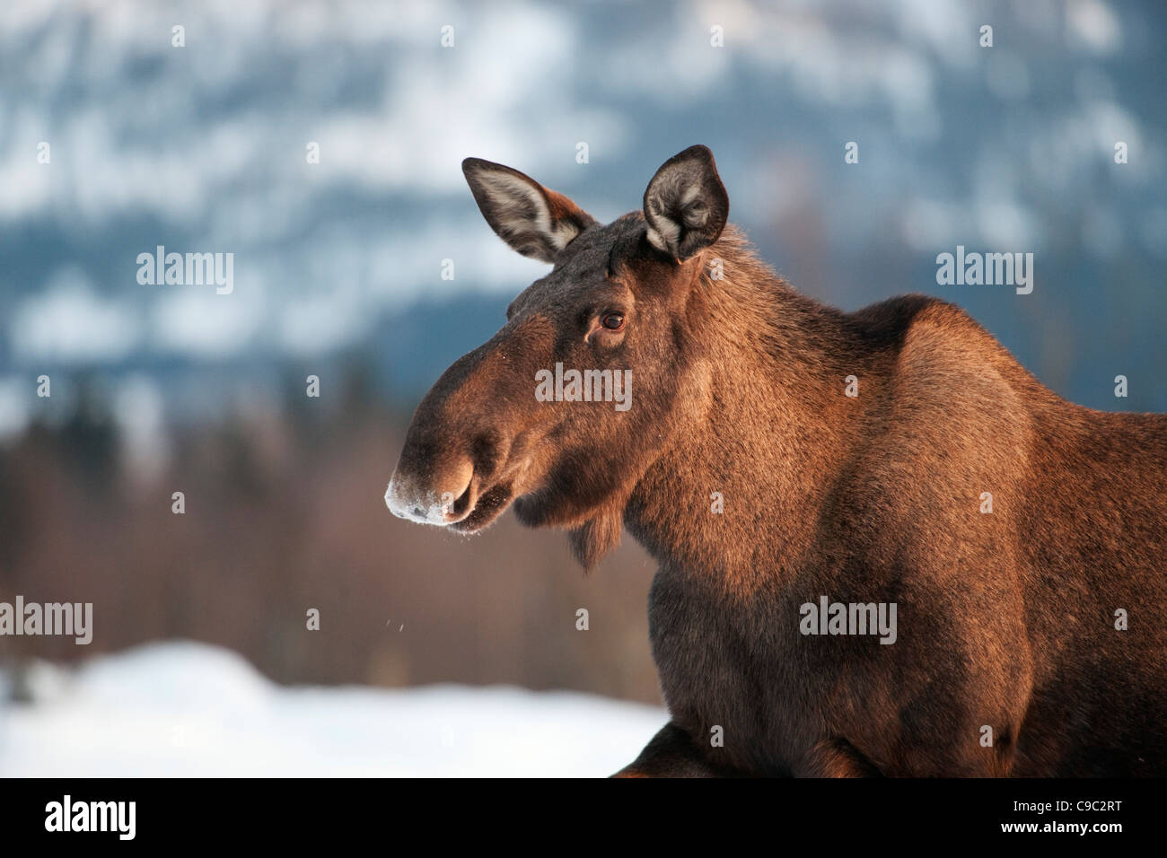 Moose portrait Norway Stock Photo - Alamy
