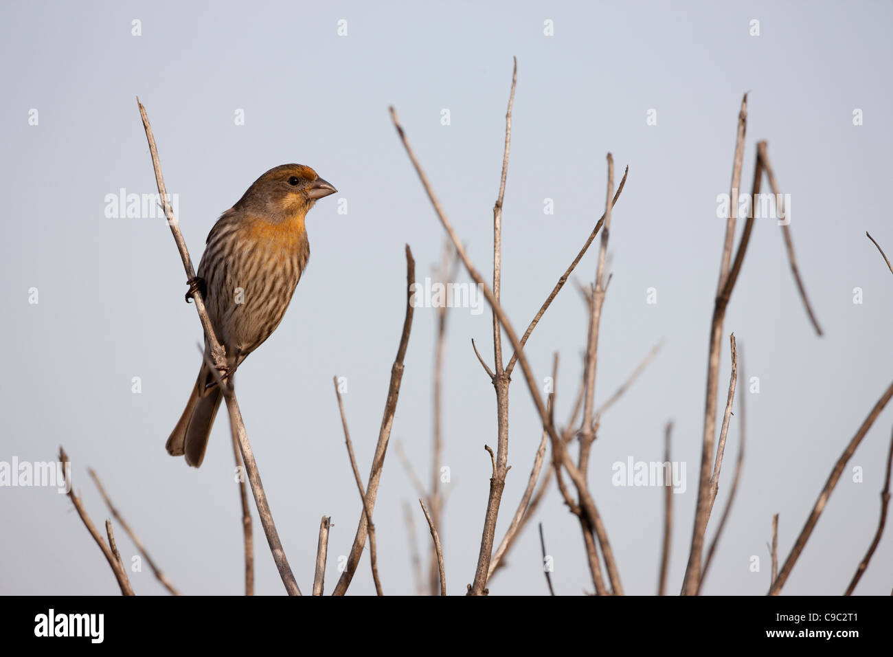 Female Yellow House Finch