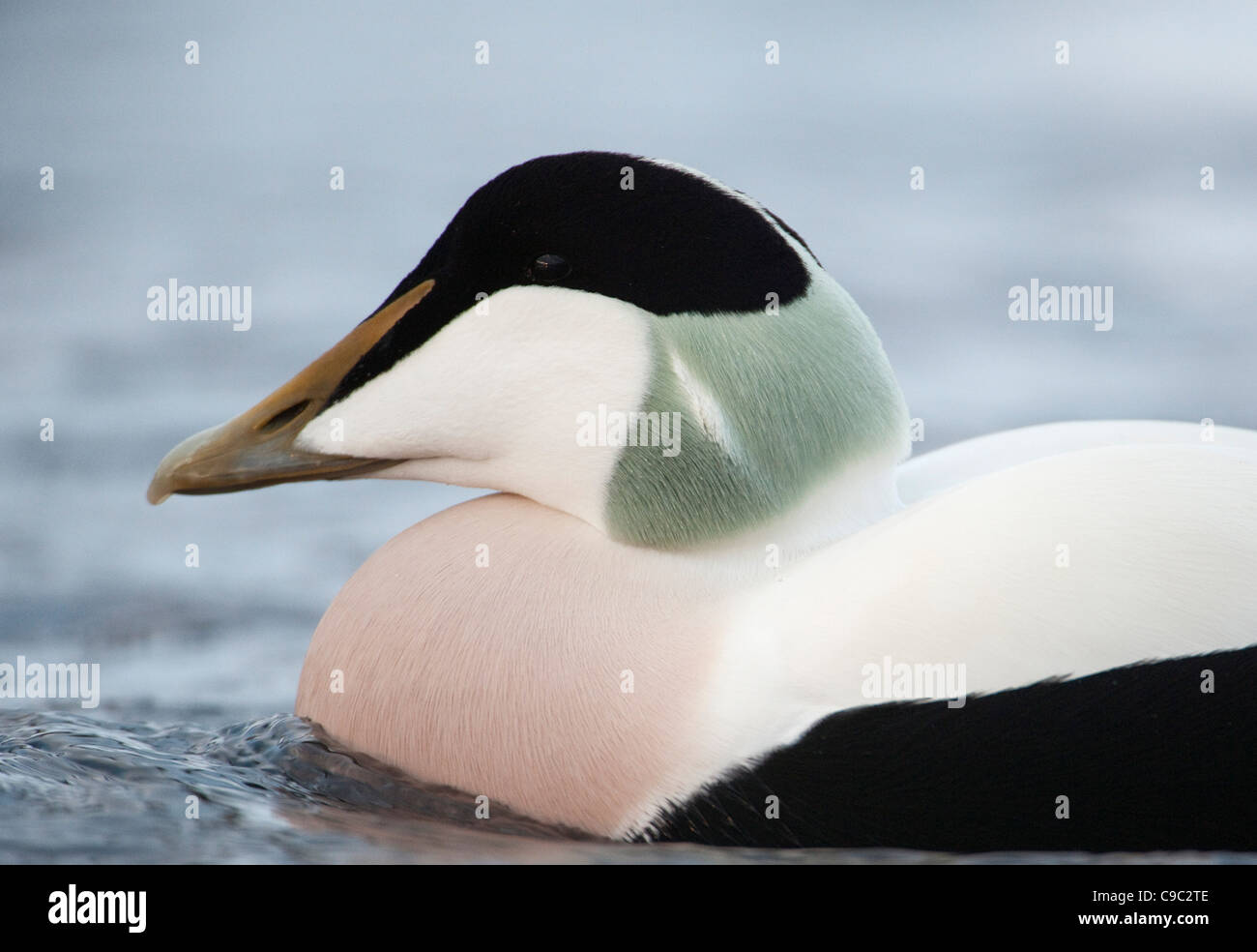 Male eider duck swimming hi-res stock photography and images - Alamy