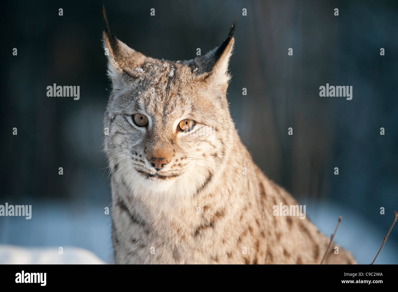 Lynx portrait Norway Stock Photo - Alamy