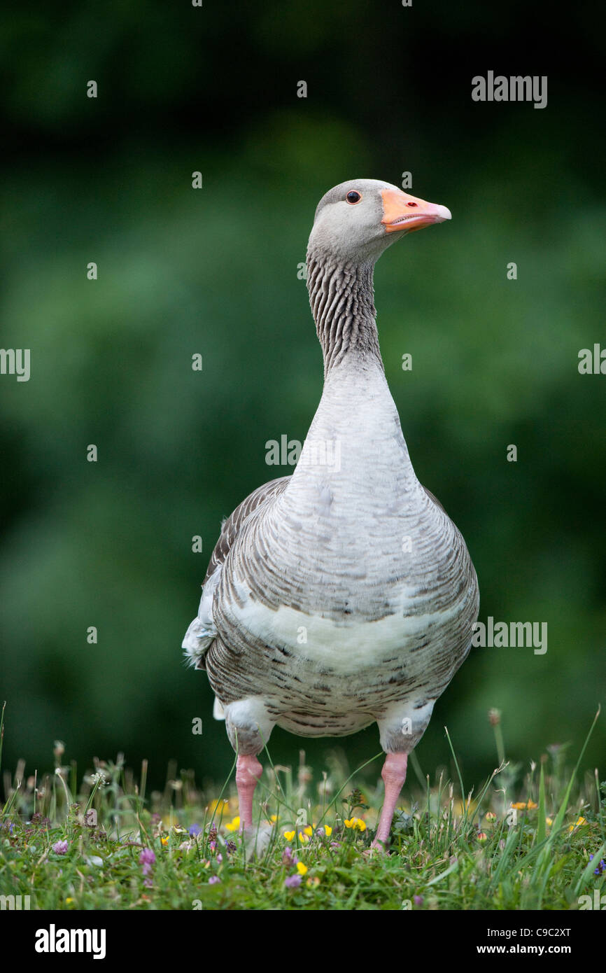 Greylag grass hi-res stock photography and images - Alamy