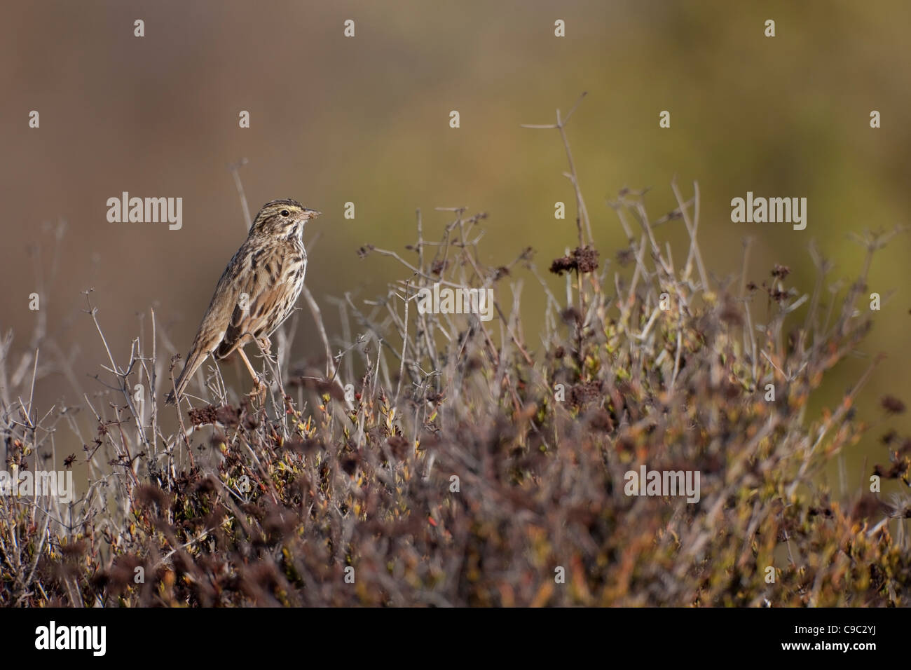 Passerculus sandwichensis beldingi hi-res stock photography and images ...