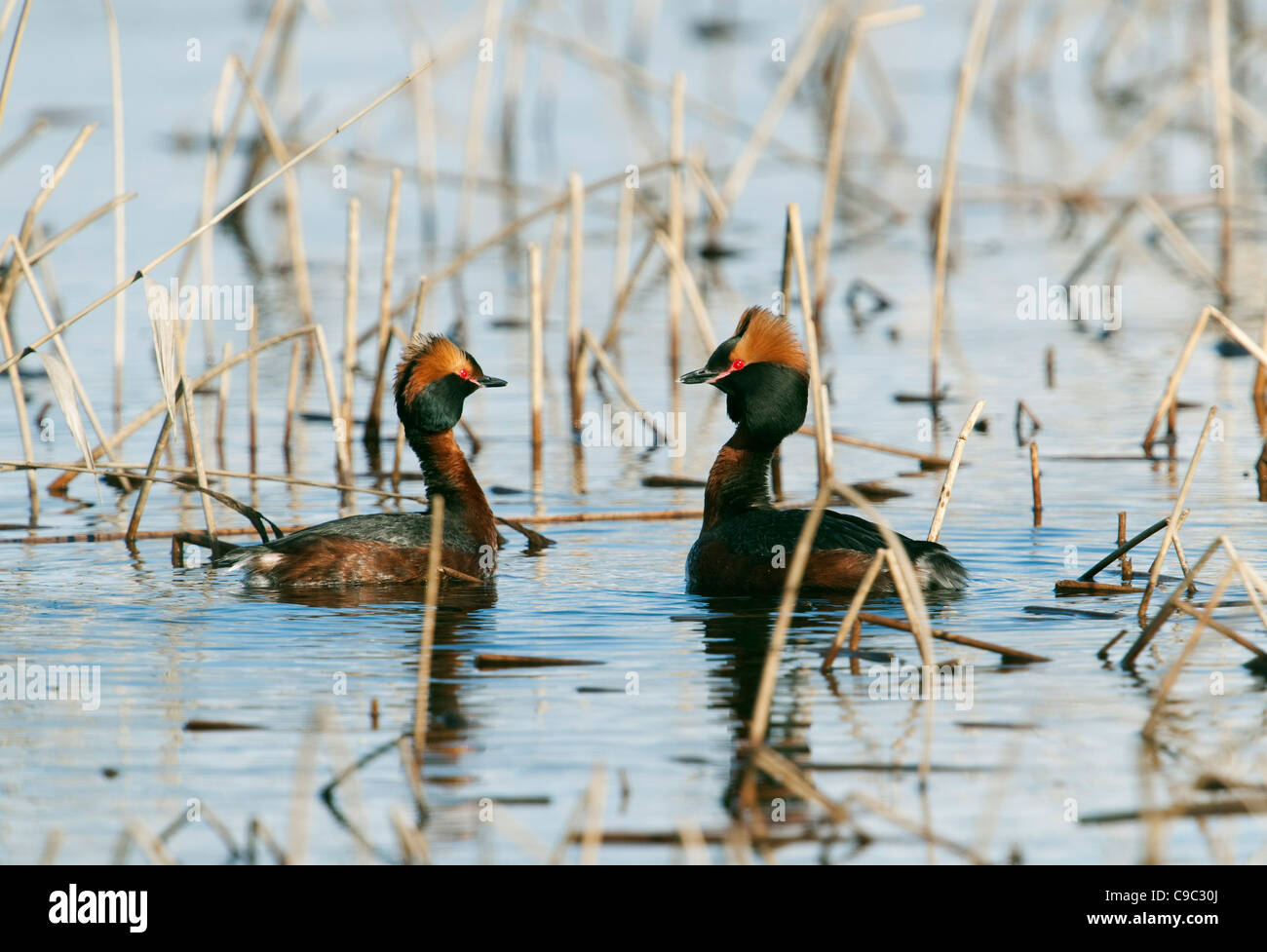 Horned grebes performing courtship display UK Stock Photo - Alamy