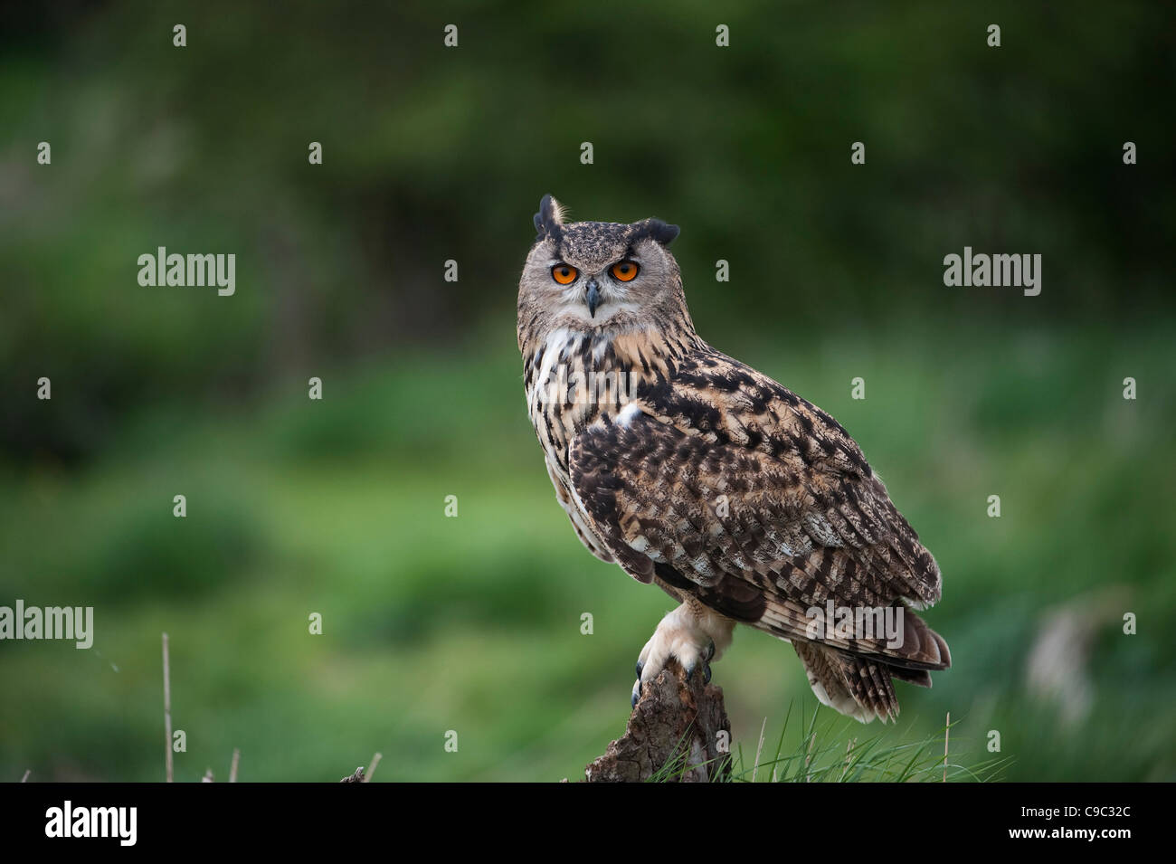 Perch fish uk hi-res stock photography and images - Alamy
