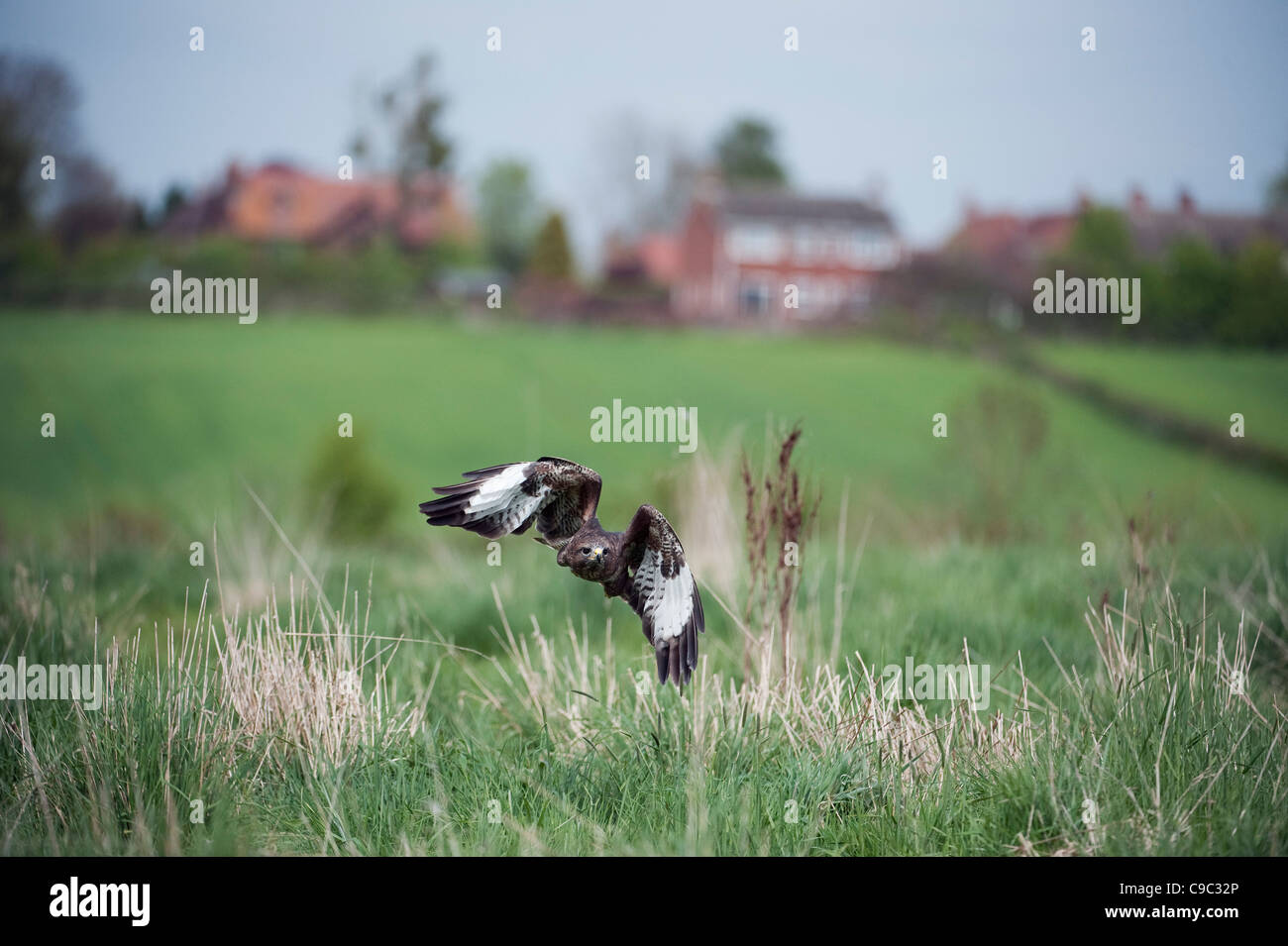 Buzzard hunting hi-res stock photography and images - Alamy