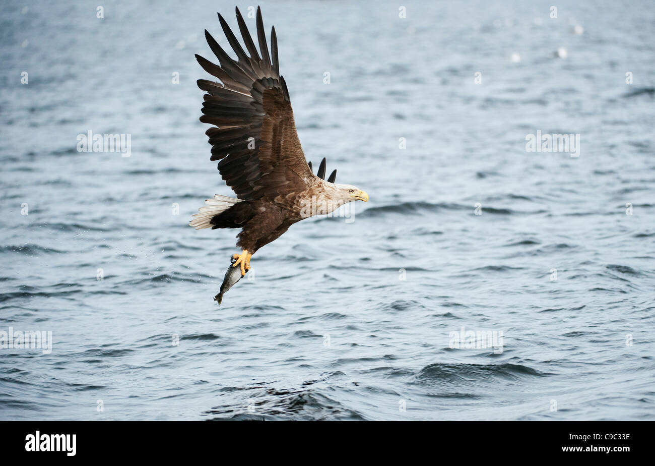 Eagle and fish hi-res stock photography and images - Alamy