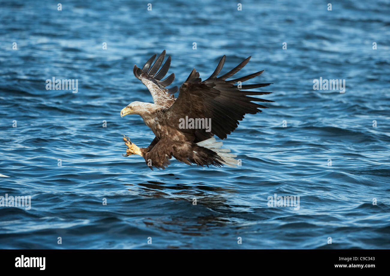 Grab the tail hi-res stock photography and images - Alamy