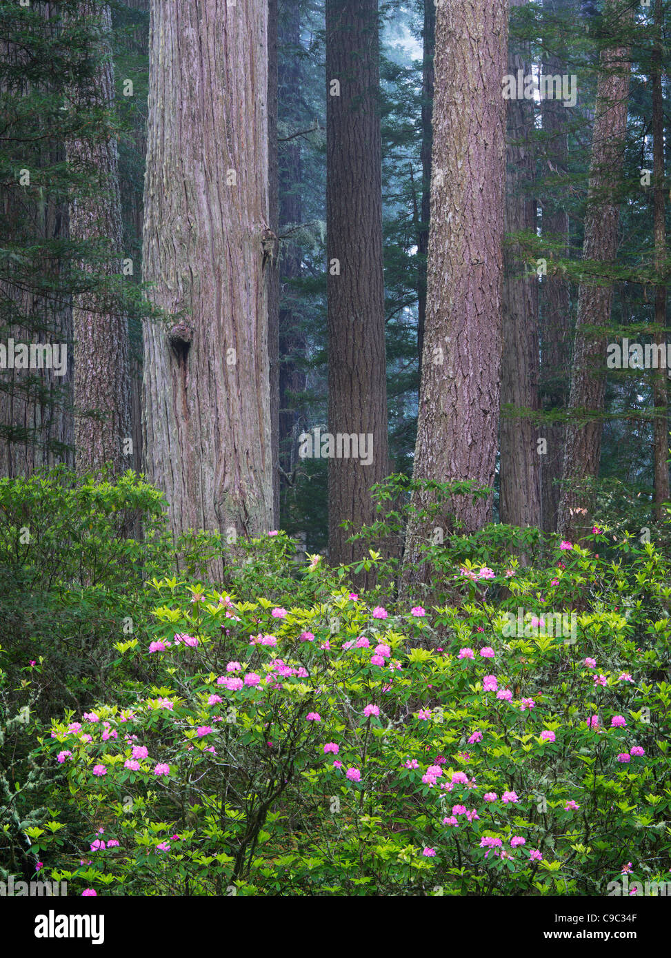 Redwood trees hi-res stock photography and images - Alamy