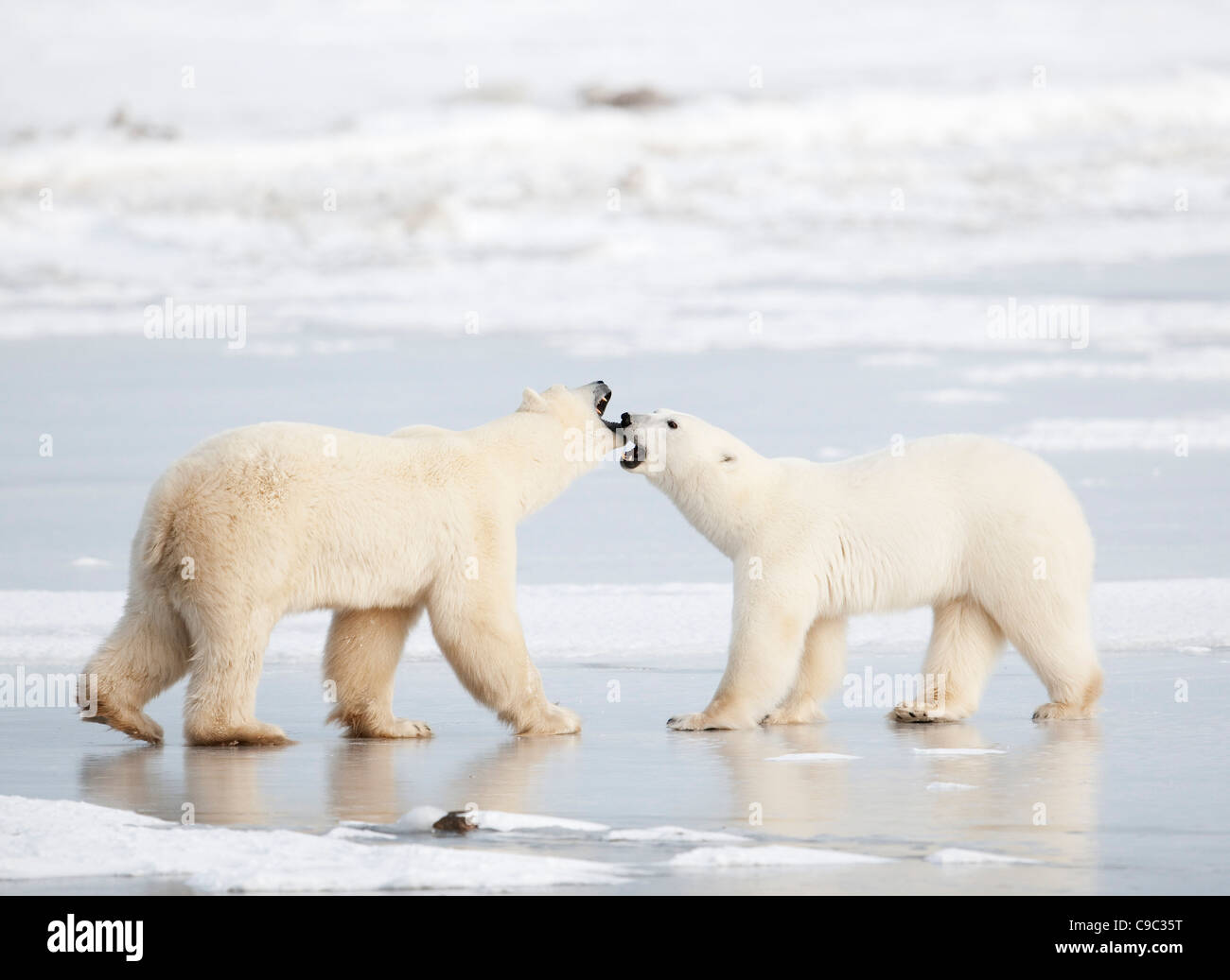 Canada polar bears hi-res stock photography and images - Alamy