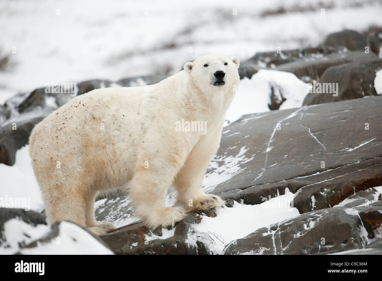 Hudson bay canada polar bear hi-res stock photography and images - Alamy