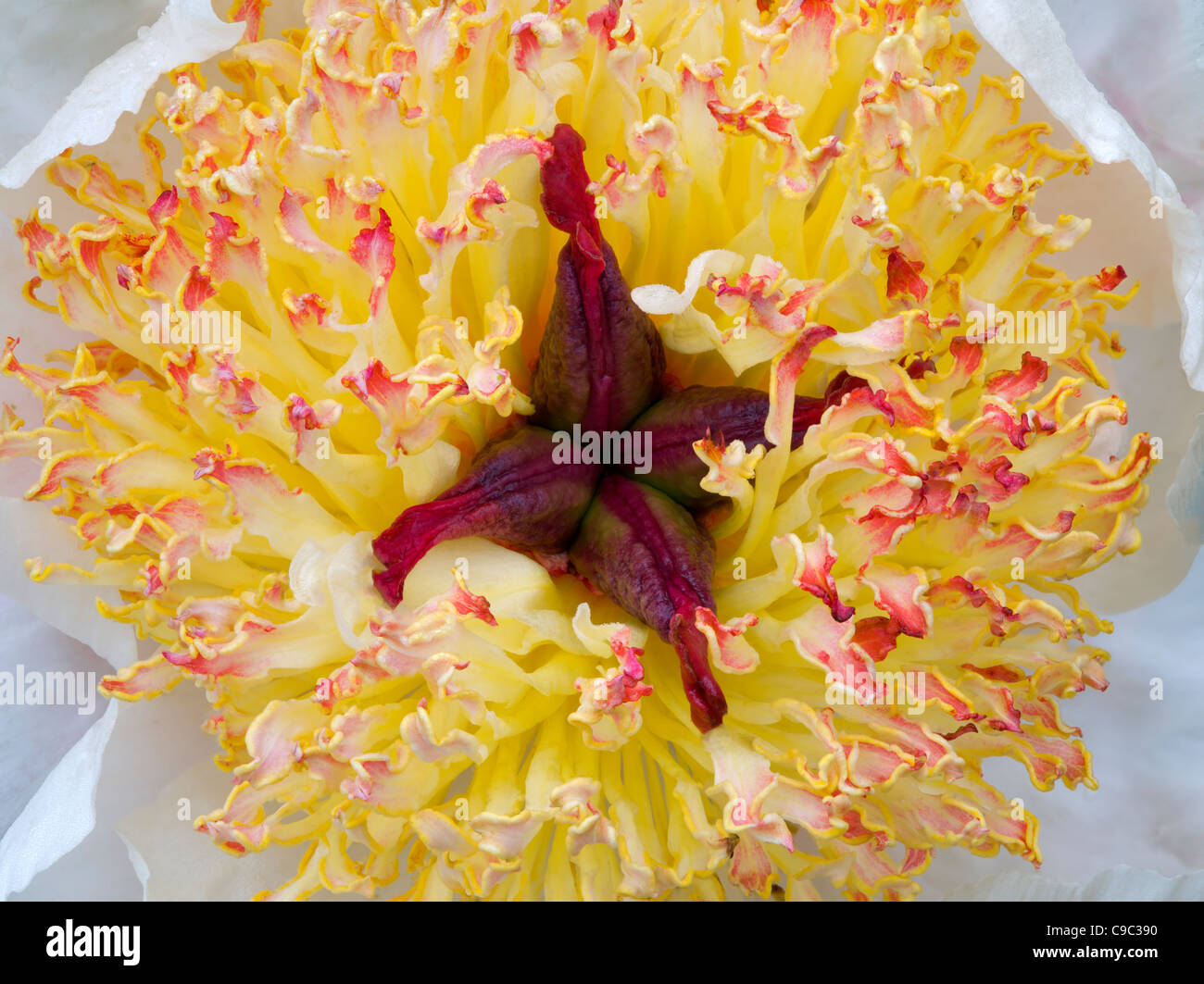 Close up of Peony, Ploar Star Stock Photo - Alamy