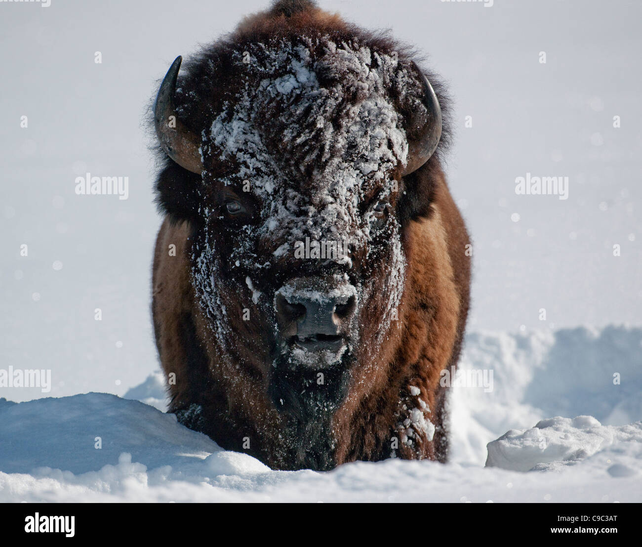 American bison USA Stock Photo - Alamy