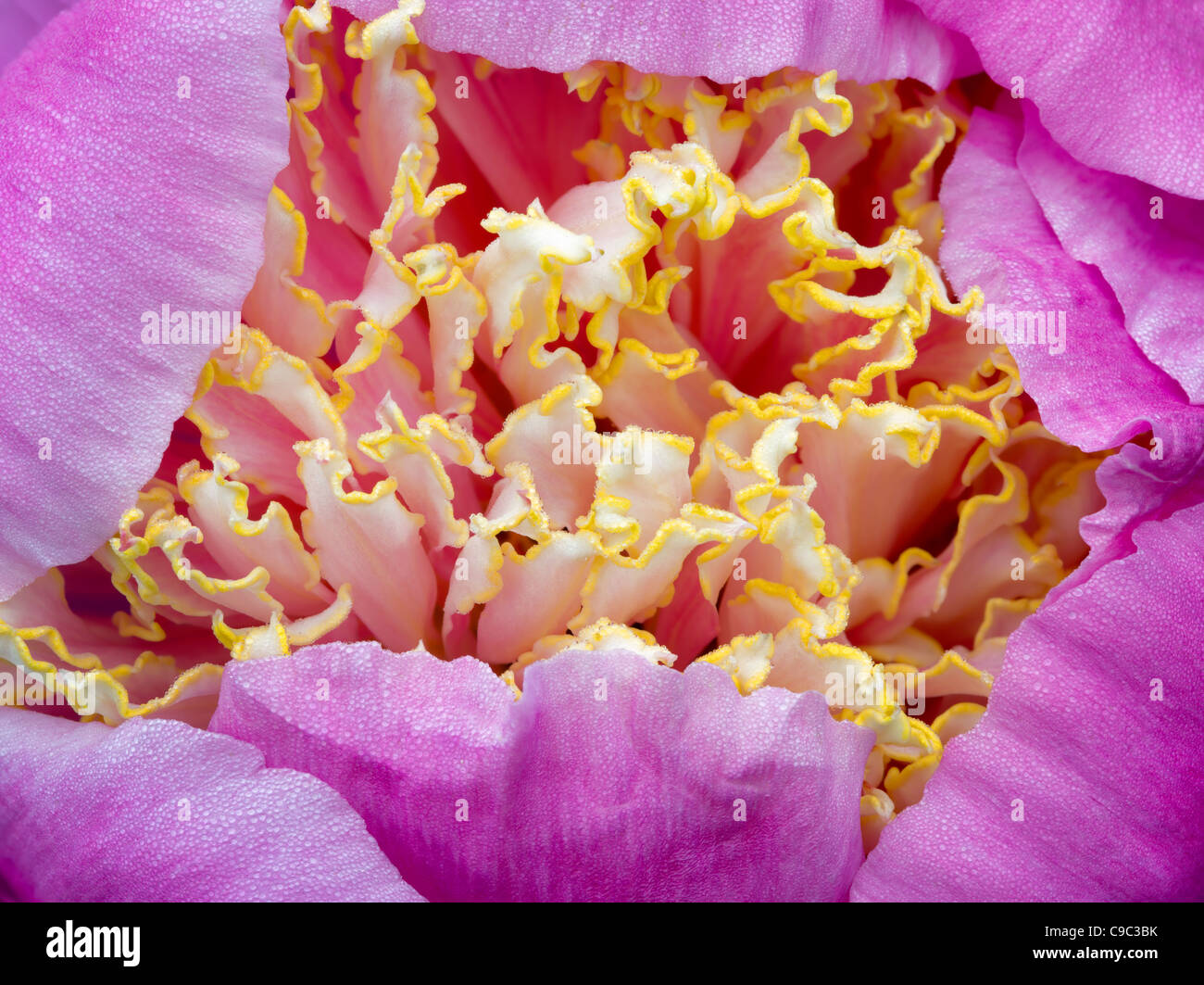 Close up of Peony, Doreen Stock Photo - Alamy
