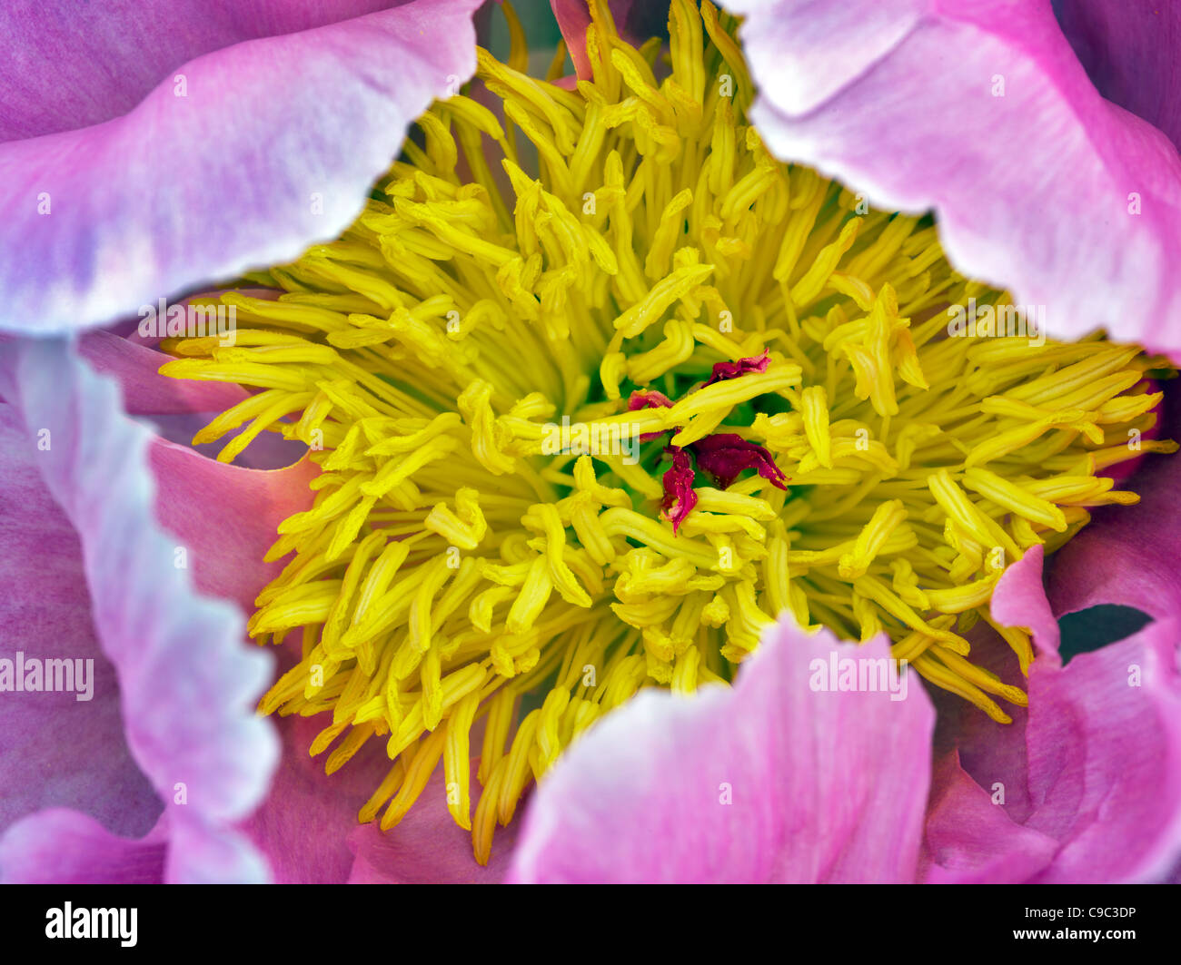 Peony flower hi-res stock photography and images - Alamy
