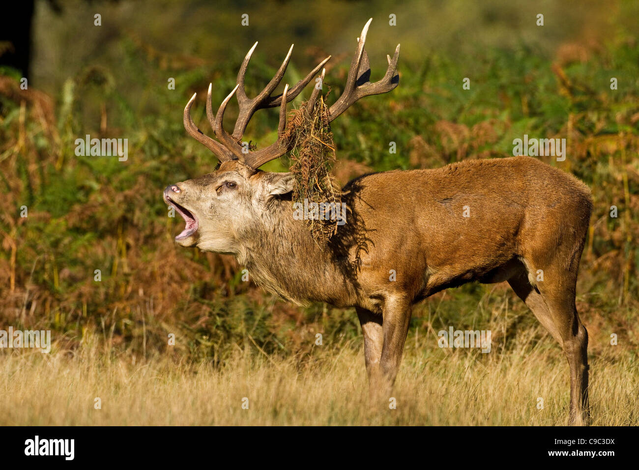 Red Deer stag bellowing in the Autumn rut Stock Photo - Alamy