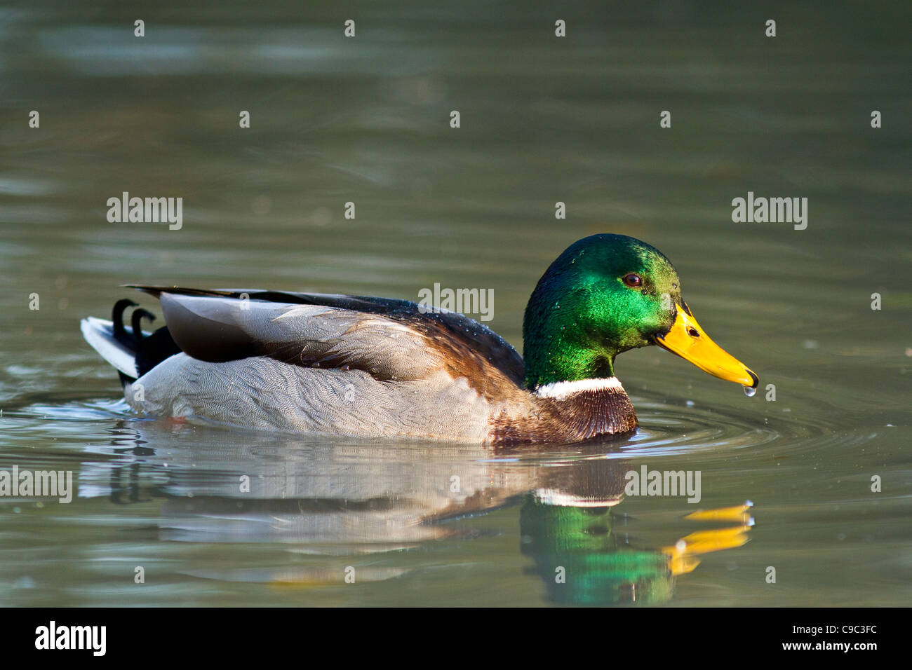 Male Mallard duck Stock Photo - Alamy