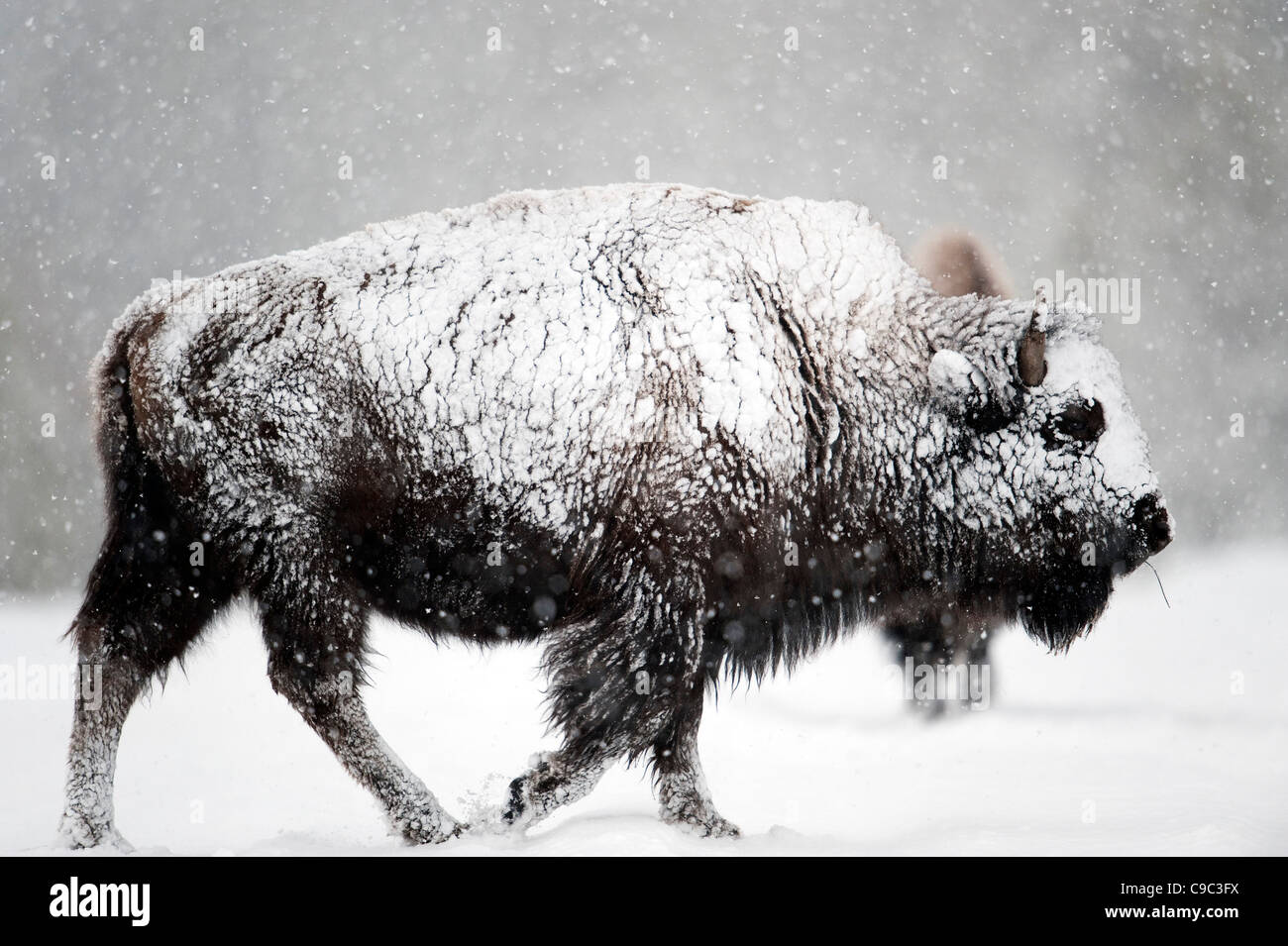 American bison USA Stock Photo - Alamy