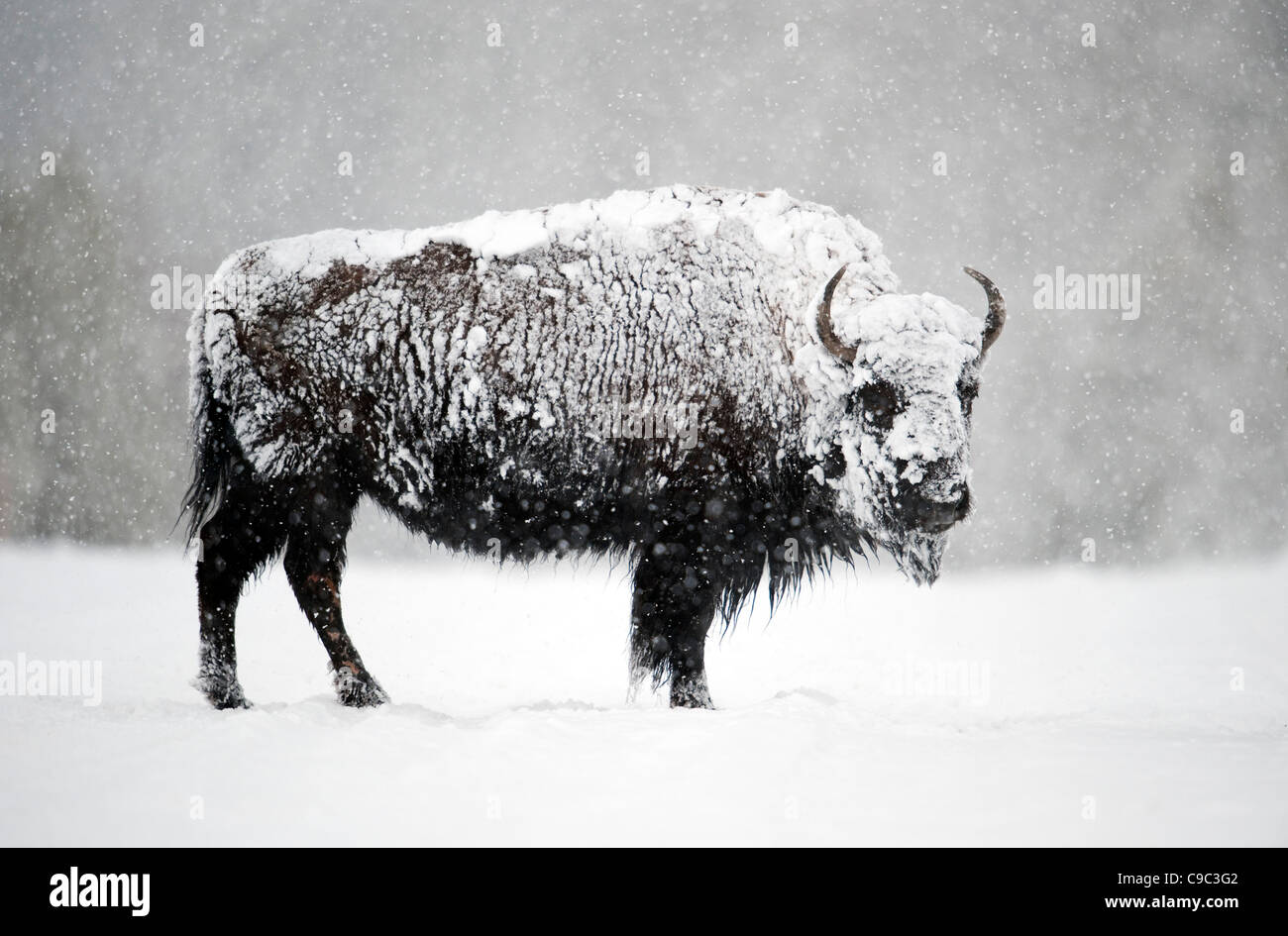 American bison USA Stock Photo - Alamy