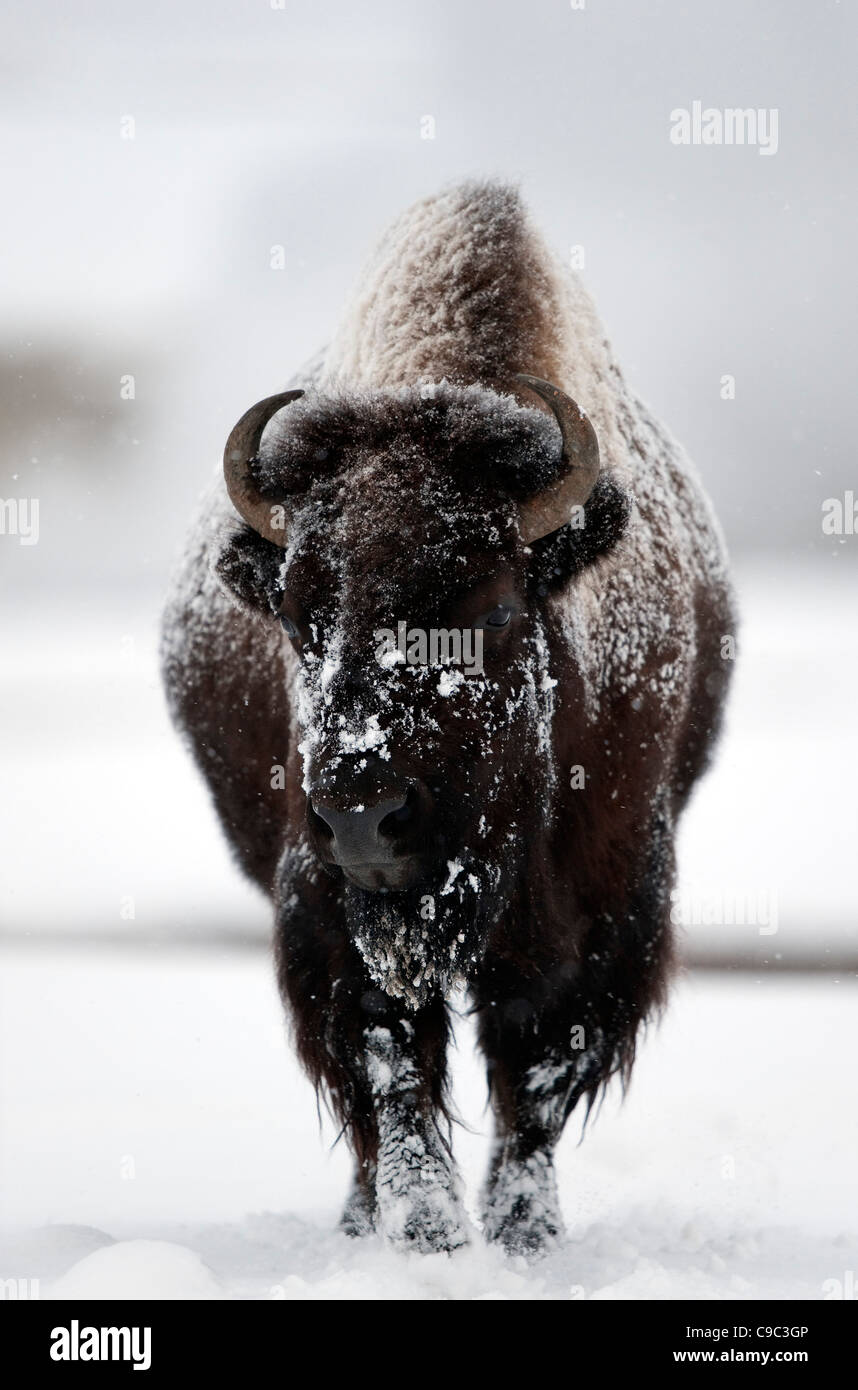 American bison bison bison yellowstone hi-res stock photography and ...