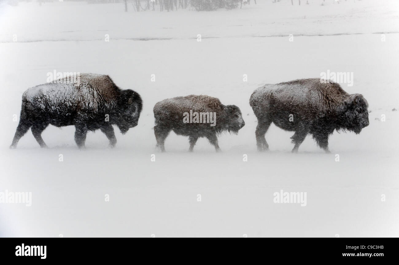 Bull and cow bison hi-res stock photography and images - Alamy