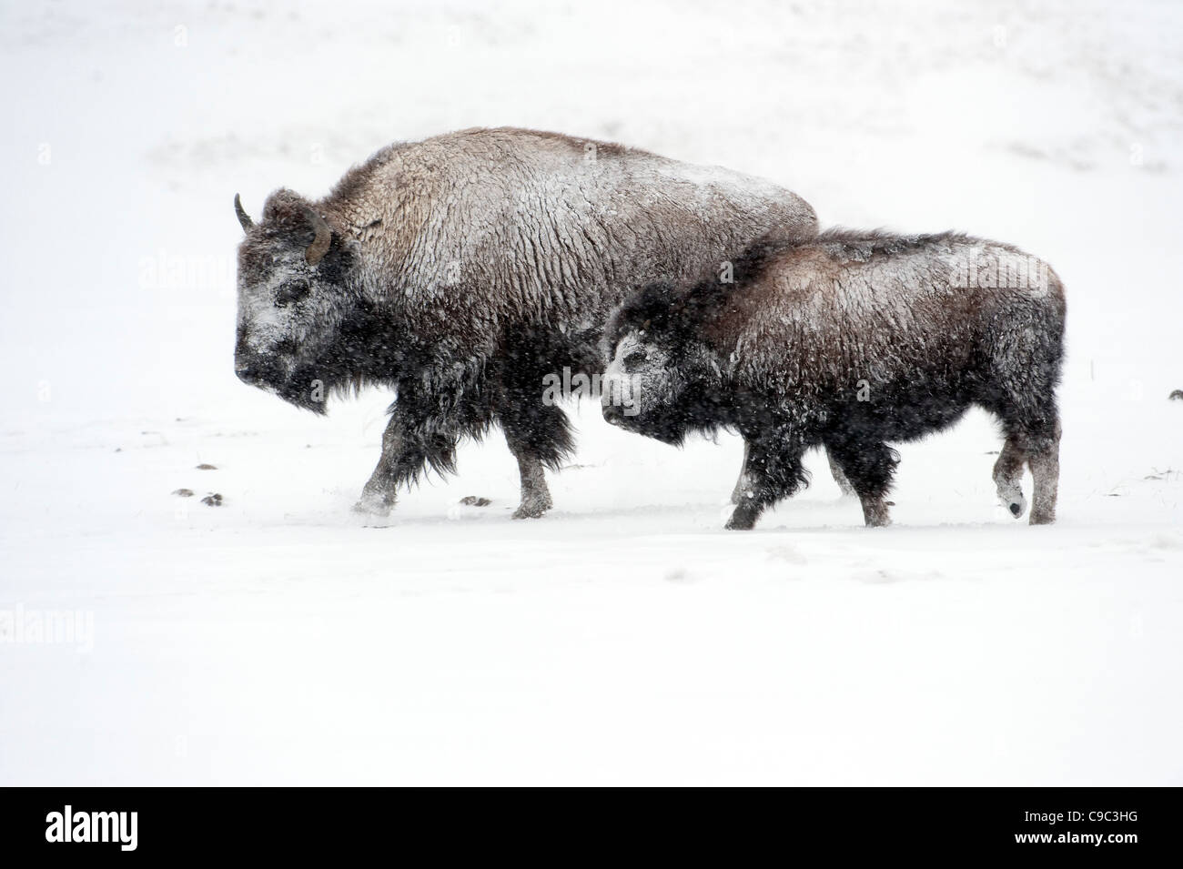 American bison bison bison walking hi-res stock photography and images ...