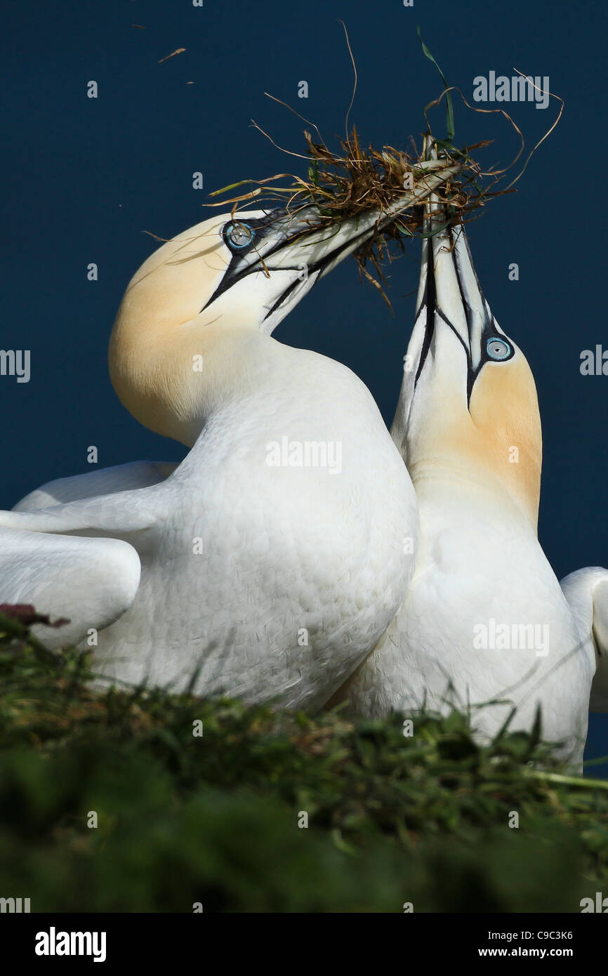 Nesting sea birds hi-res stock photography and images - Alamy