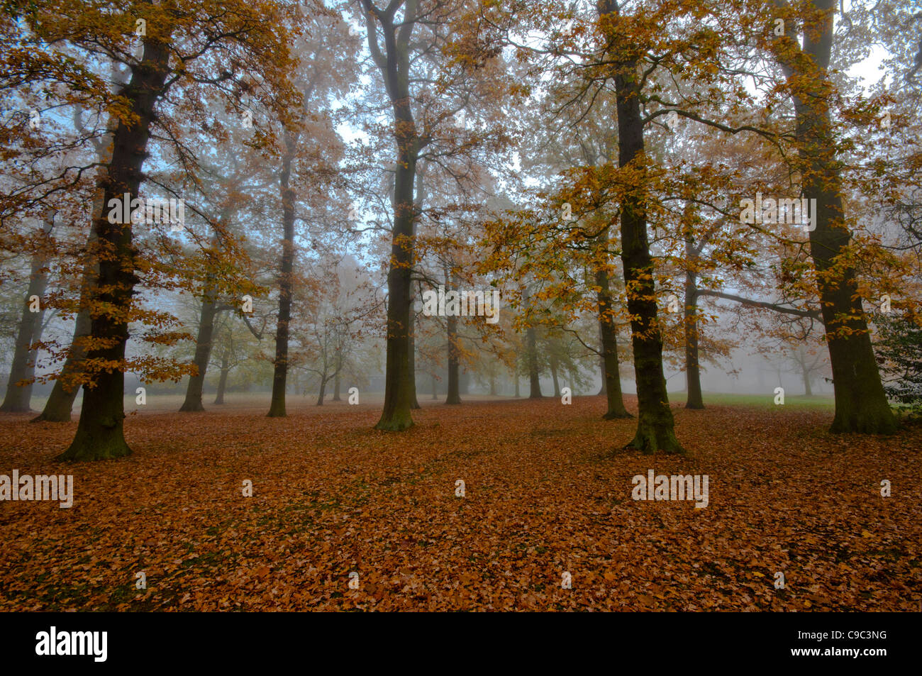Wildlife at the local park hi-res stock photography and images - Alamy