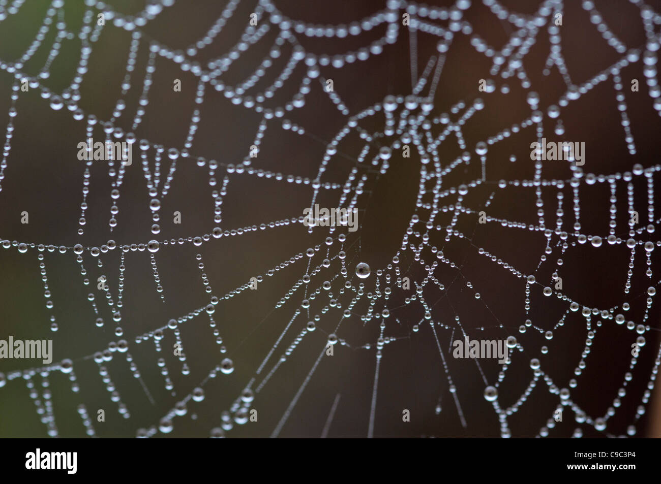 A spider web covered in dew Stock Photo - Alamy