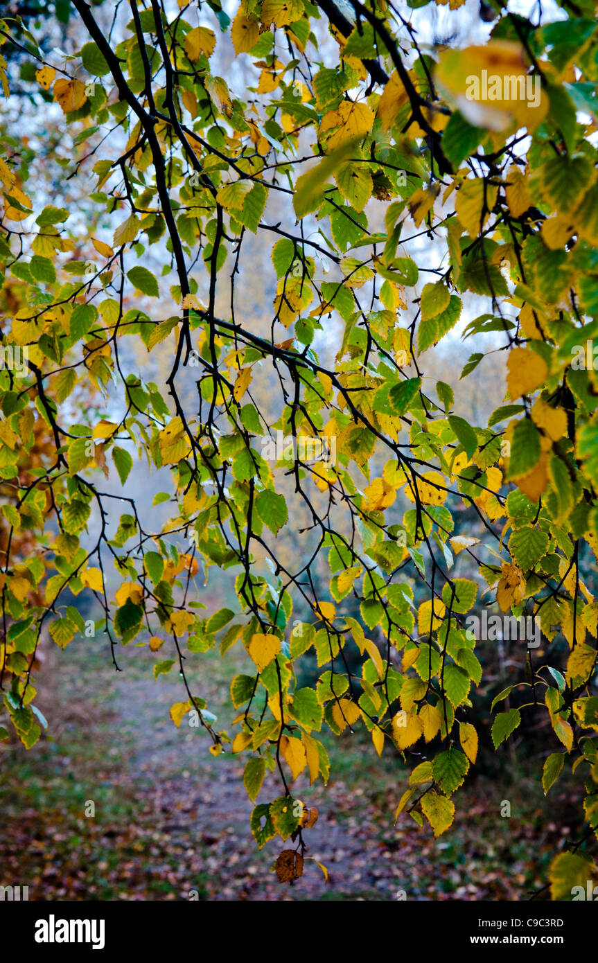 An image of some leaves and branches Stock Photo - Alamy