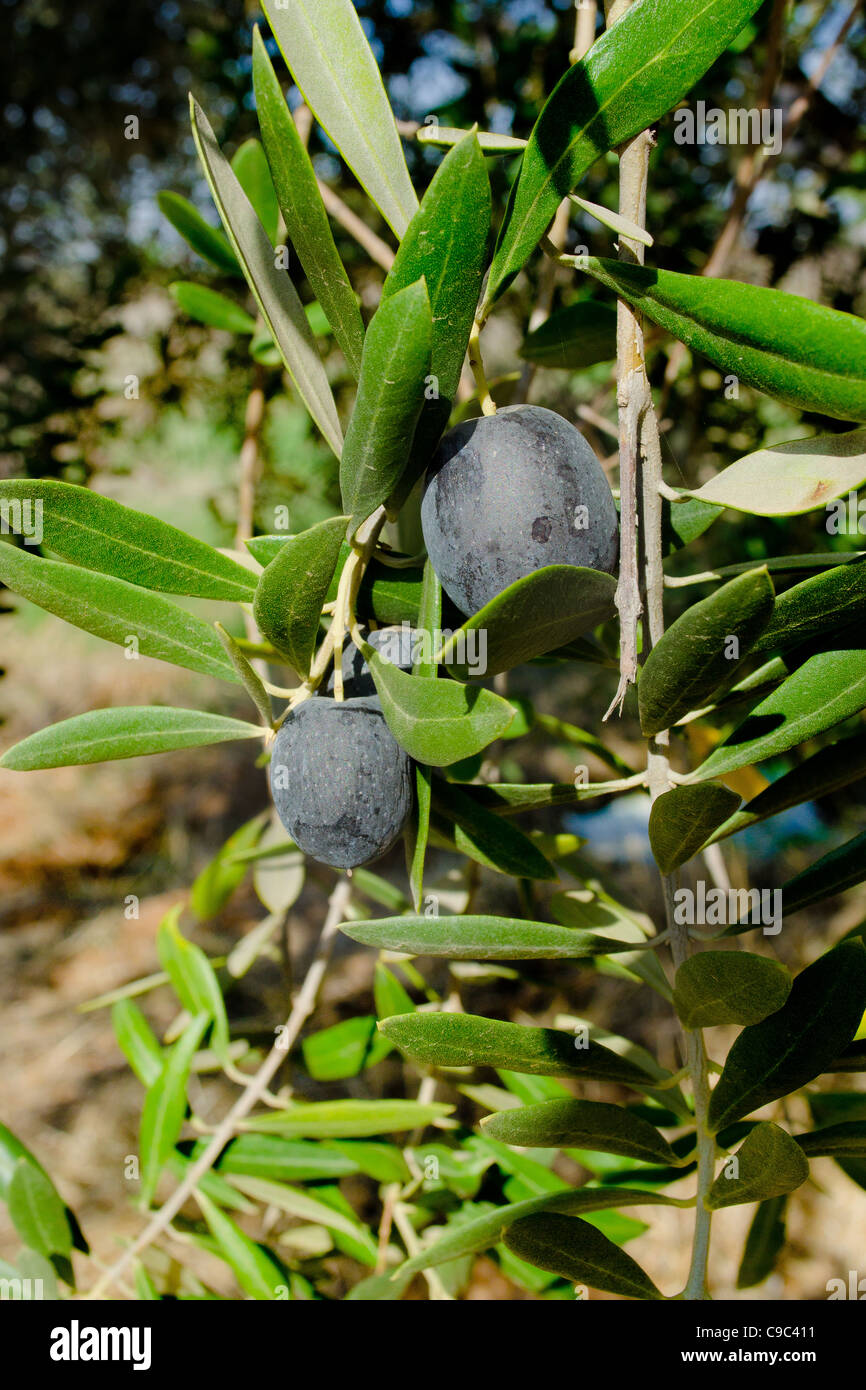 ripe olives ready for harvest Stock Photo - Alamy