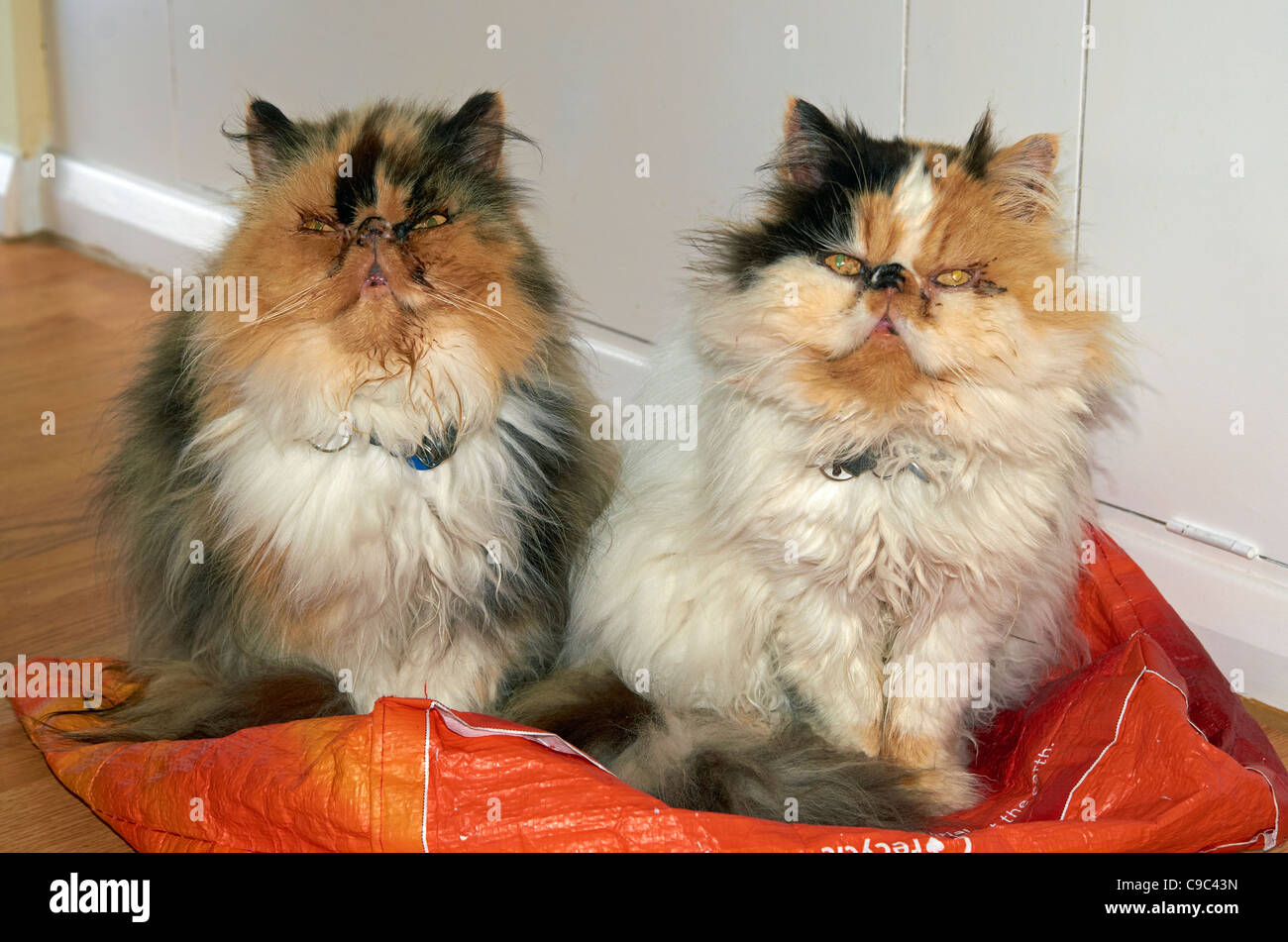 A pair of scruffy Persian cats looking inscrutable and sitting on an ...