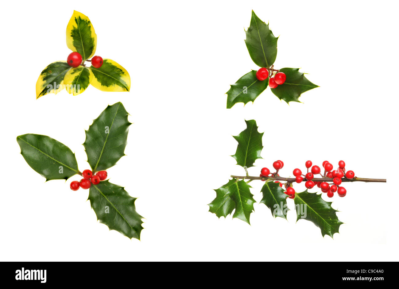 Sprigs of holly hi-res stock photography and images - Alamy